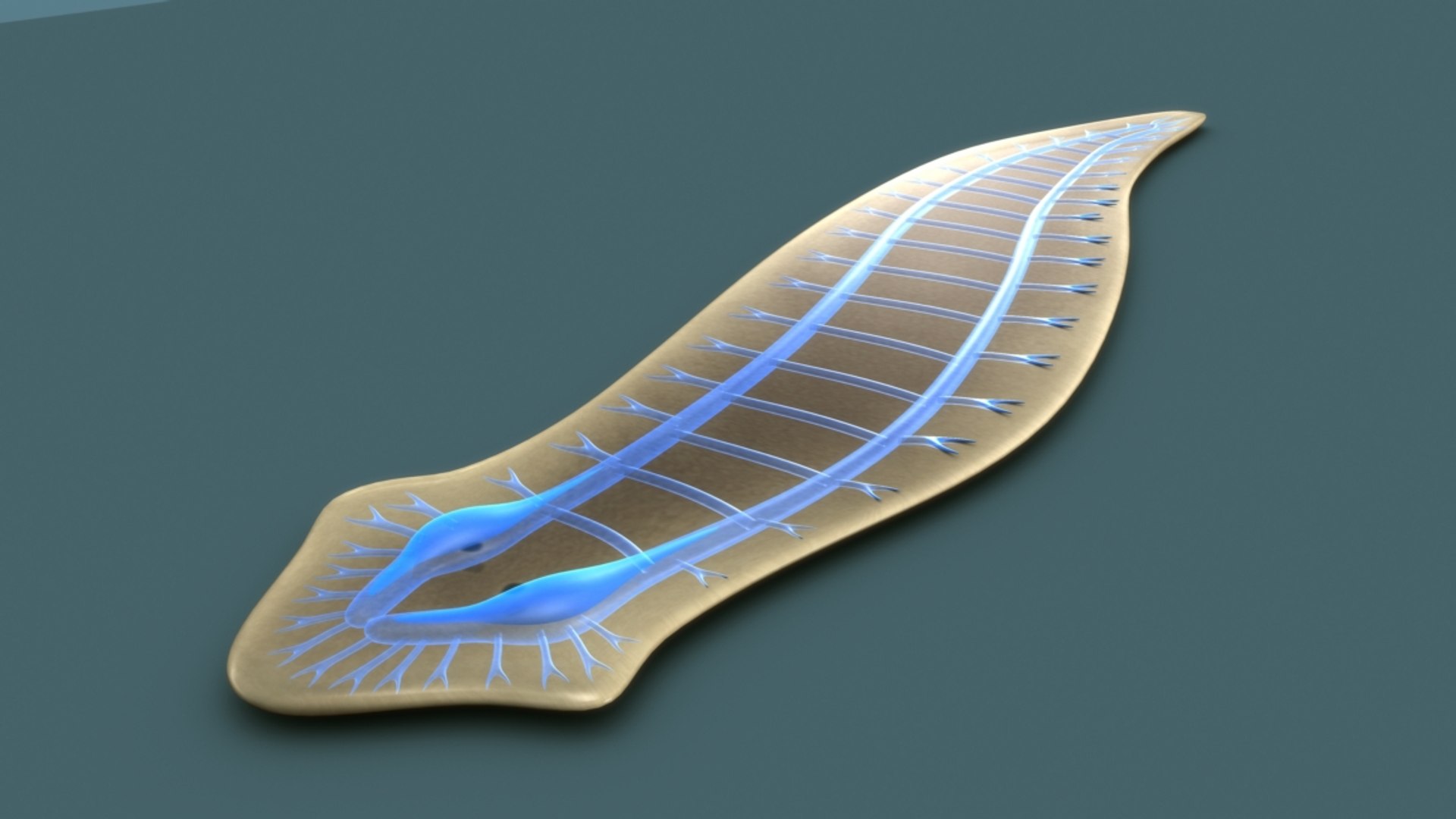 Planarians Nervous 3D - TurboSquid 1238424