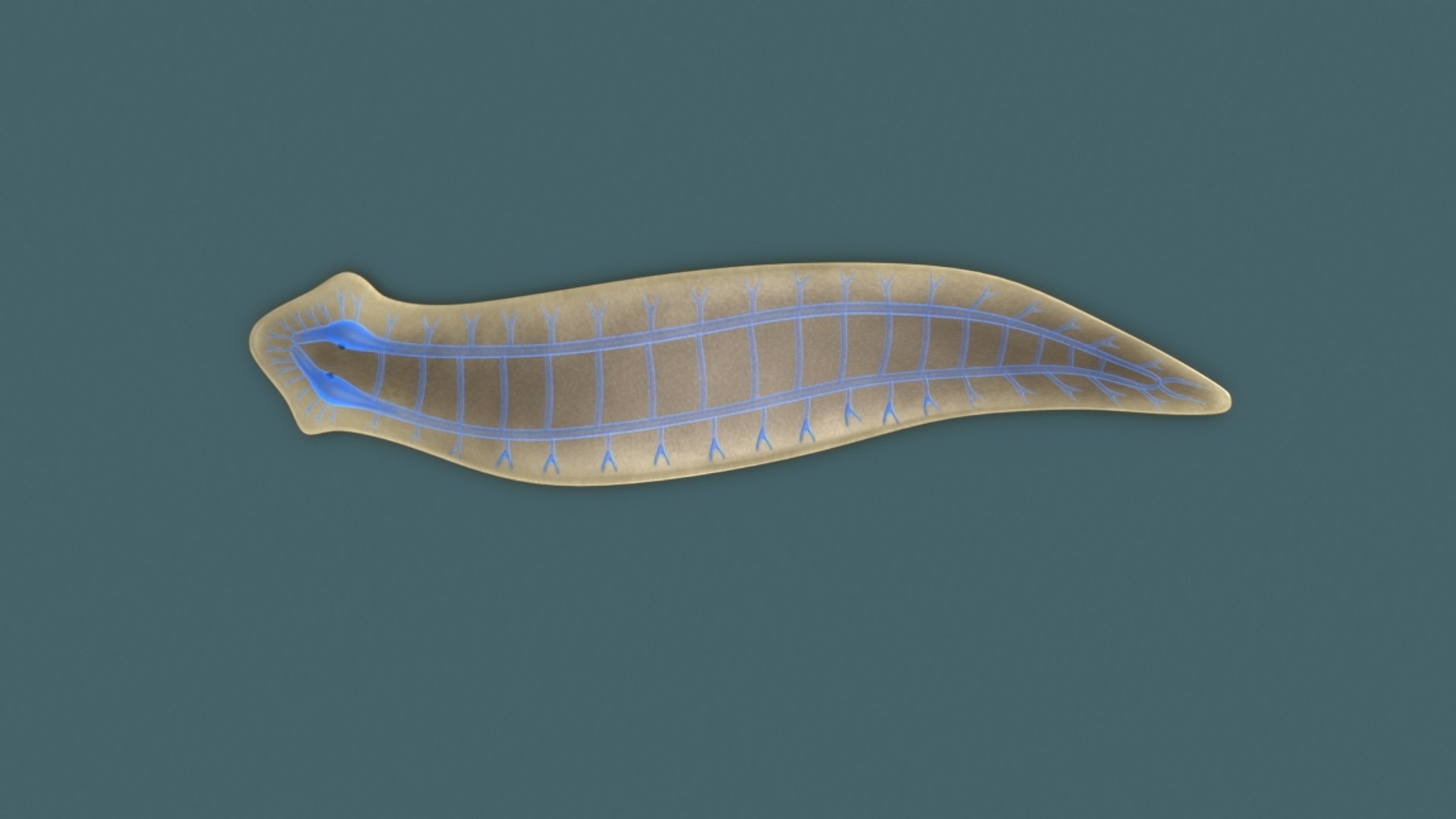 Planarians Nervous 3D - TurboSquid 1238424
