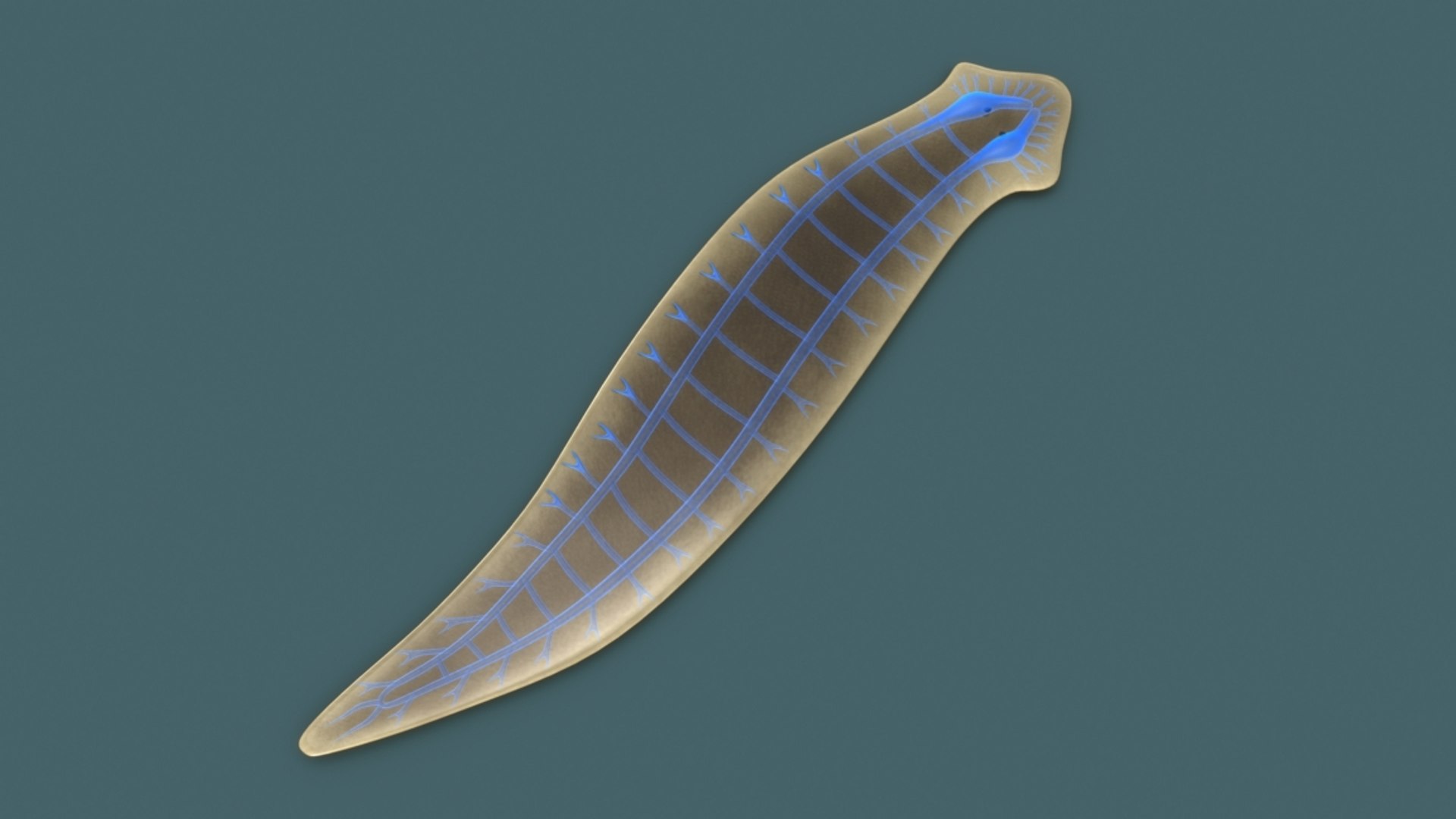 Planarians Nervous 3D - TurboSquid 1238424