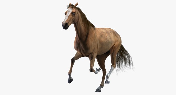 3D realistic horse animation model - TurboSquid 1269060