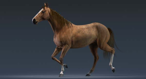 3D realistic horse animation model - TurboSquid 1269060
