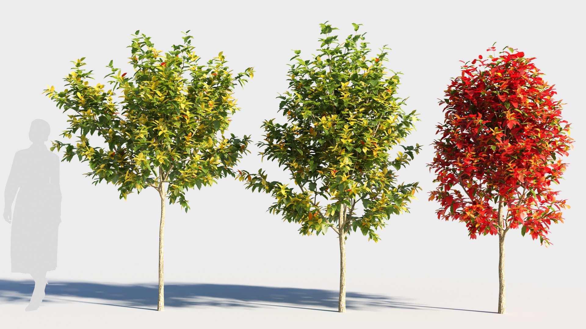 3D Model Acer Negundo Tree-3 - TurboSquid 2084673