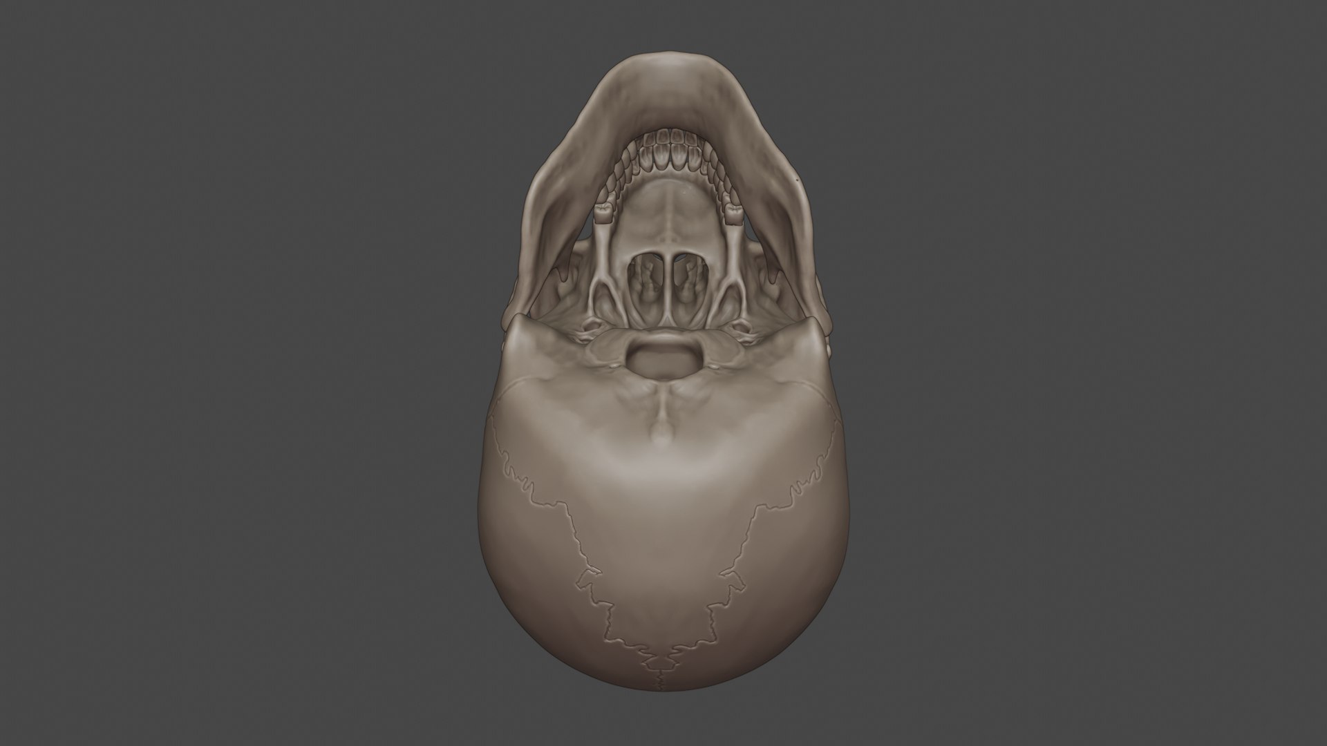 3D Model Human Skull - TurboSquid 1445847