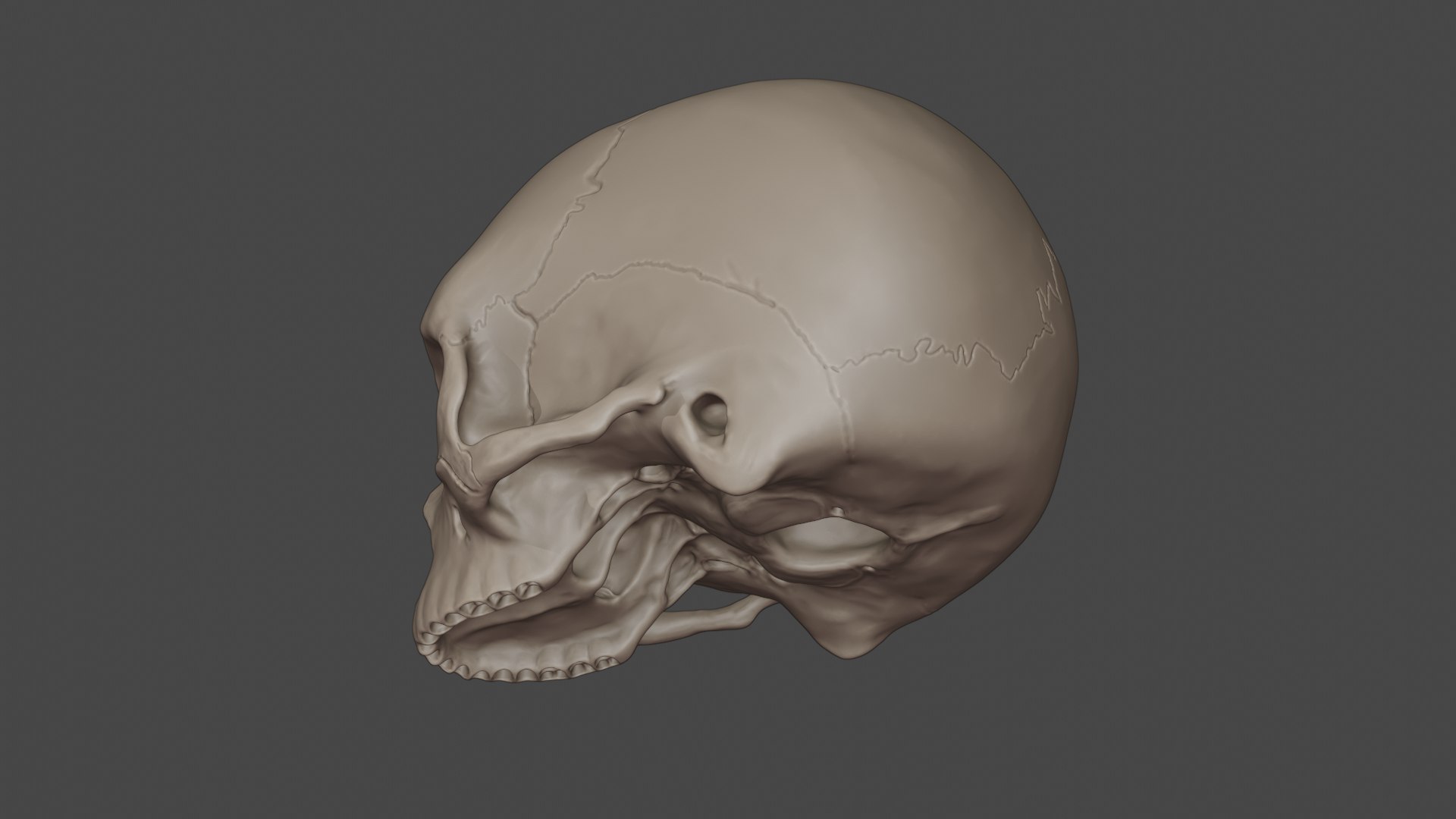 3D Model Human Skull - TurboSquid 1445847