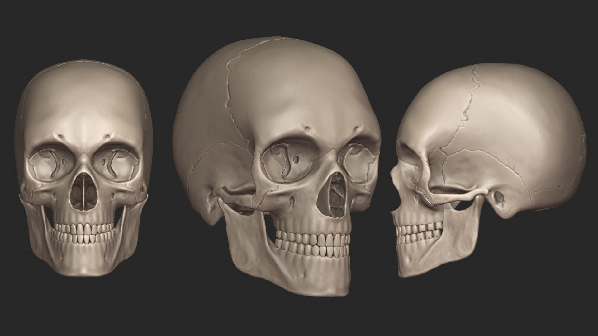 3D Model Human Skull - TurboSquid 1445847