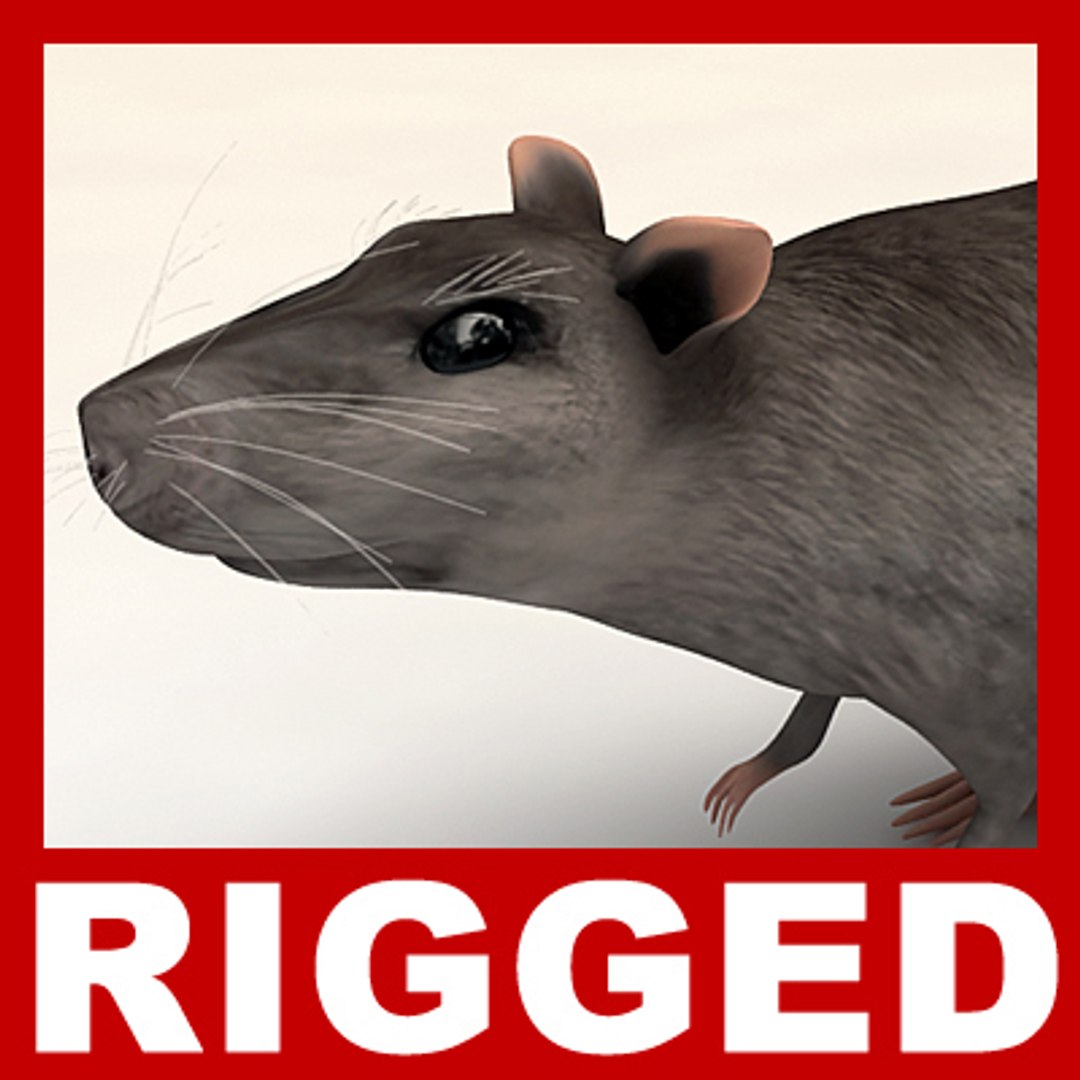 max rat rigged