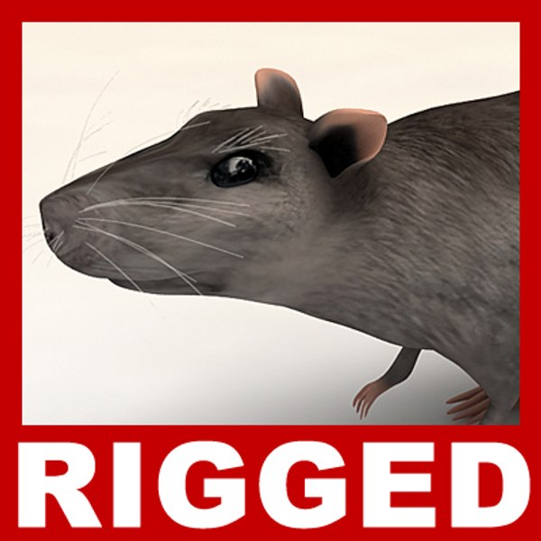max rat rigged