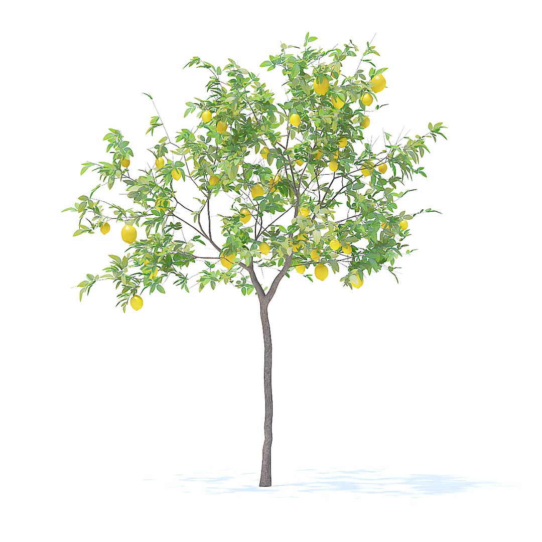 Lemon Tree 2 4m 3D Model - TurboSquid 1253256