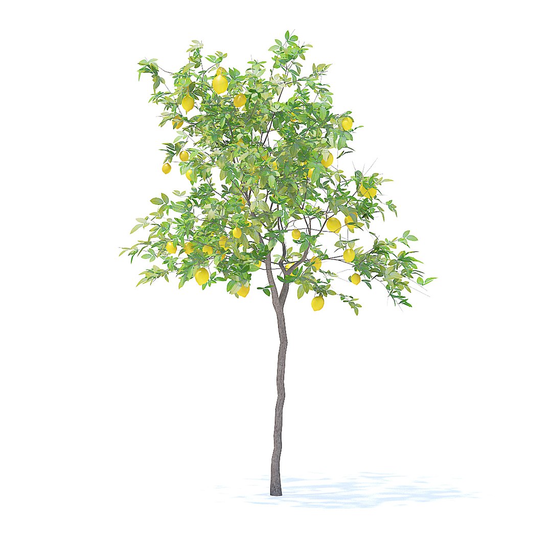 Lemon tree 2 4m 3D model - TurboSquid 1253256