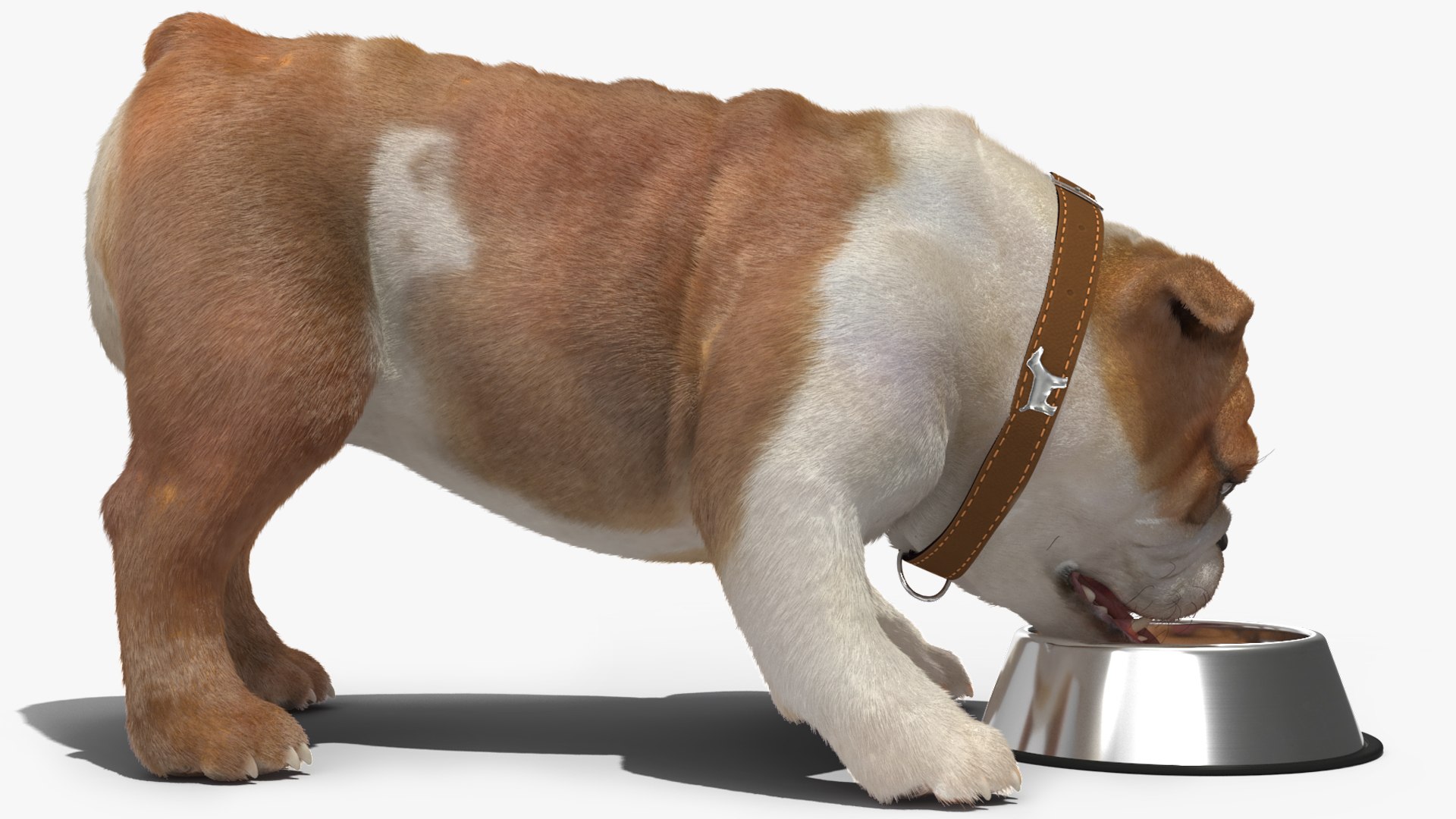 Bulldog Eats Out Of The Bowl Fur 3D Model - TurboSquid 2179925