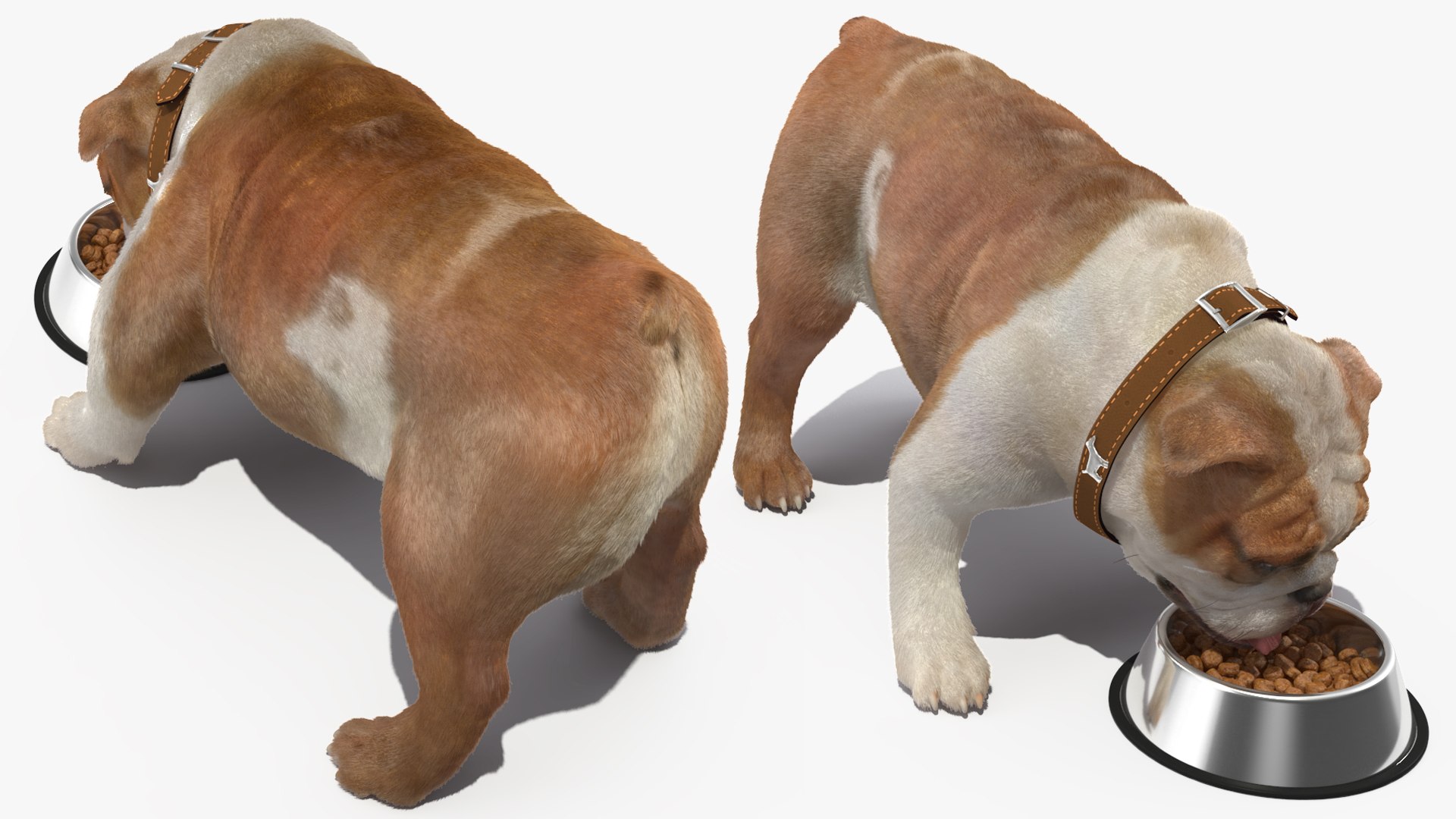 Bulldog Eats Out Of The Bowl Fur 3D Model - TurboSquid 2179925