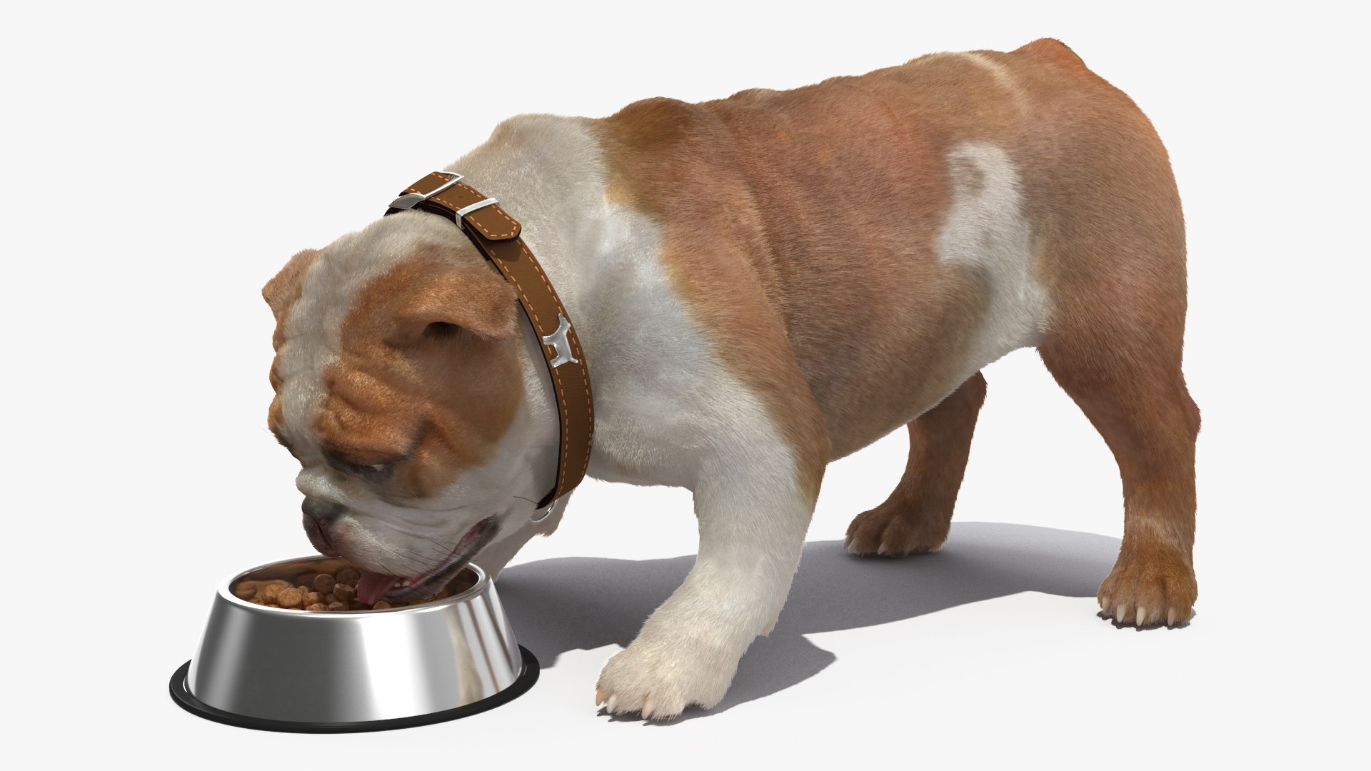 Bulldog Eats Out Of The Bowl Fur 3D Model - TurboSquid 2179925