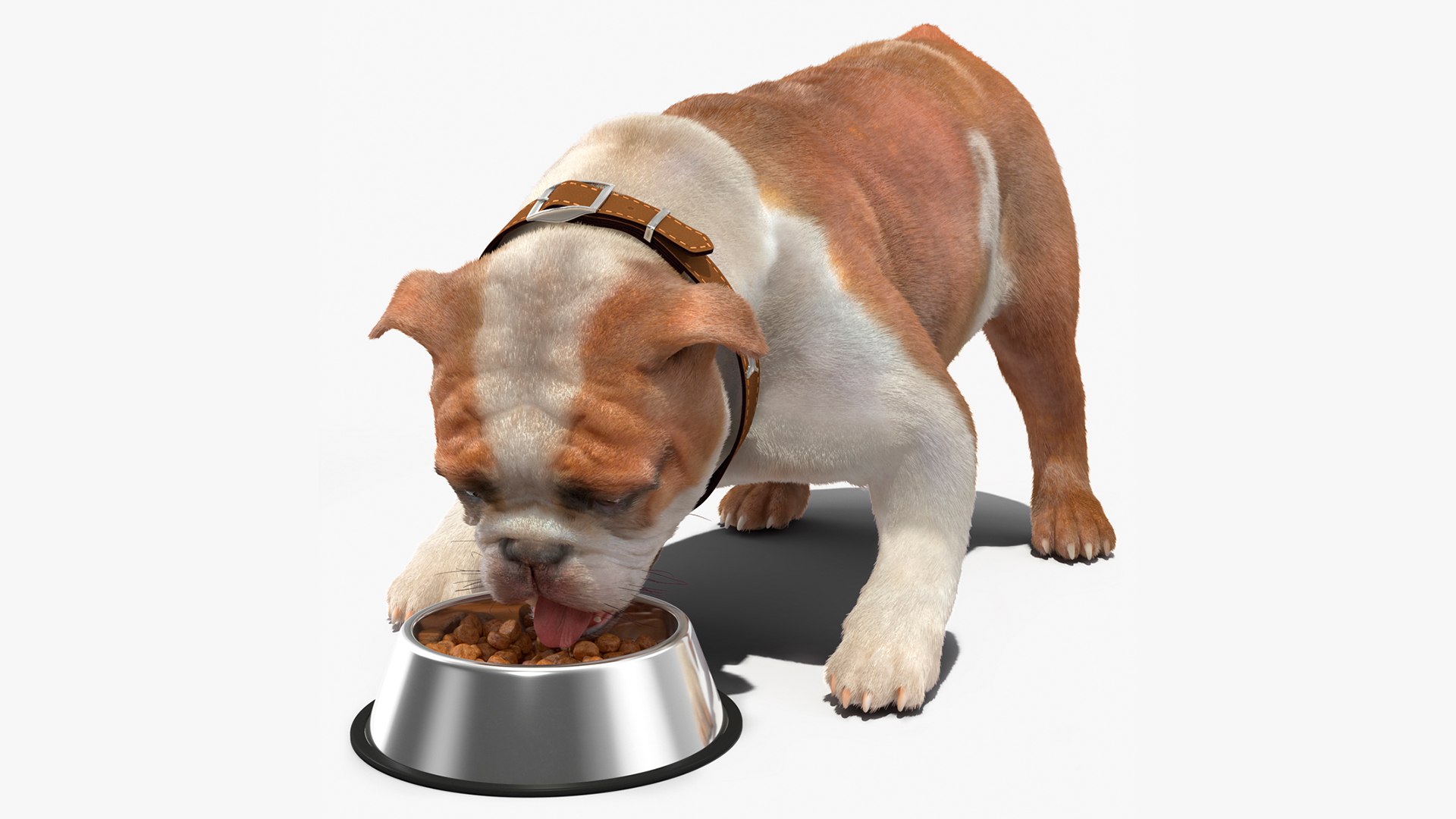 Bulldog Eats Out Of The Bowl Fur 3D Model - TurboSquid 2179925