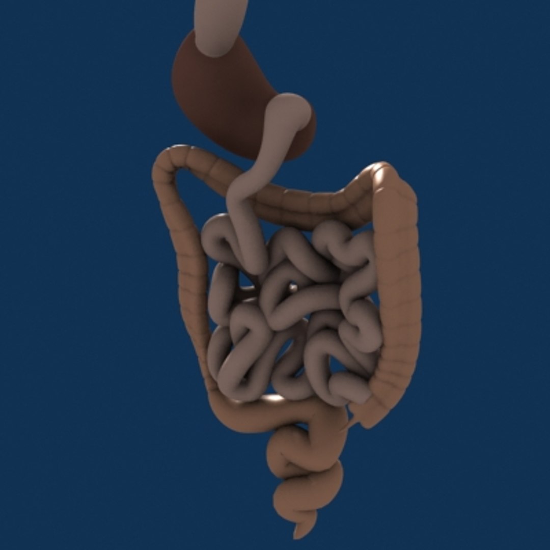 3d Digestive Human