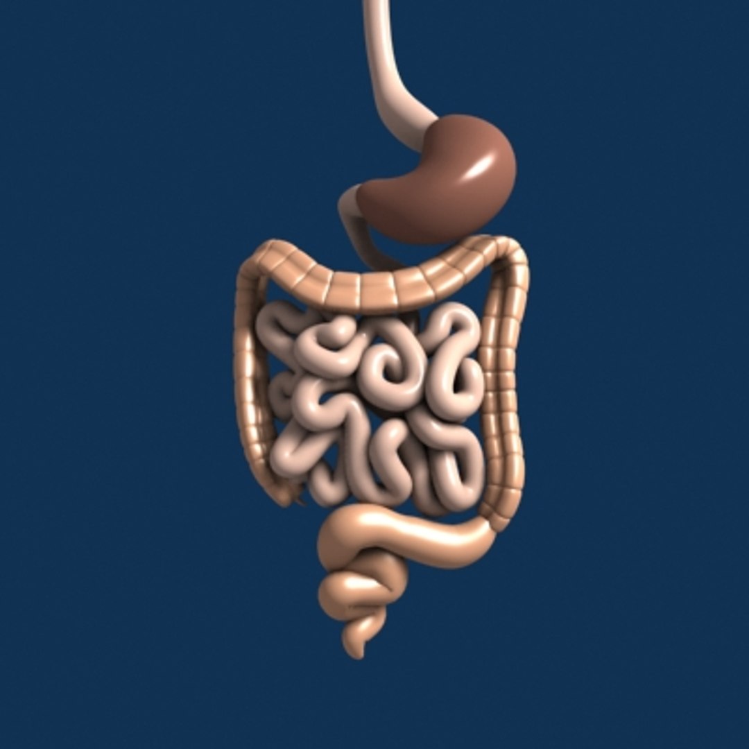 3d Digestive Human