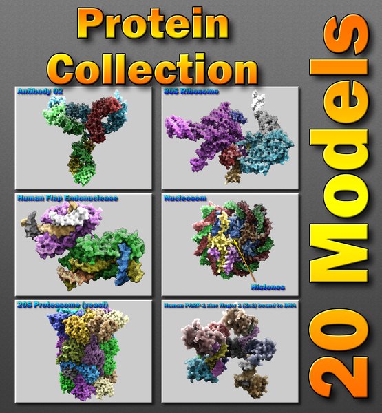 muscle structure 3d model