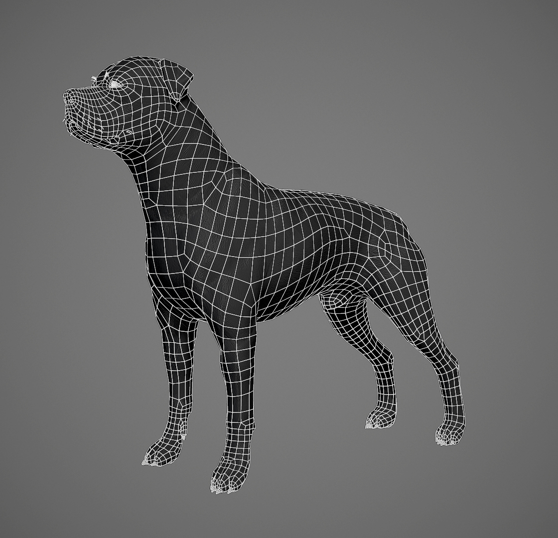 3d Rottweiler Real-time Dog