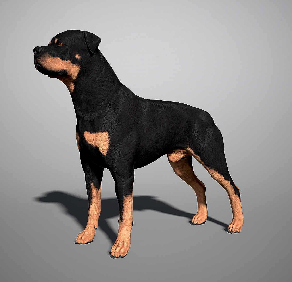 3d Rottweiler Real-time Dog