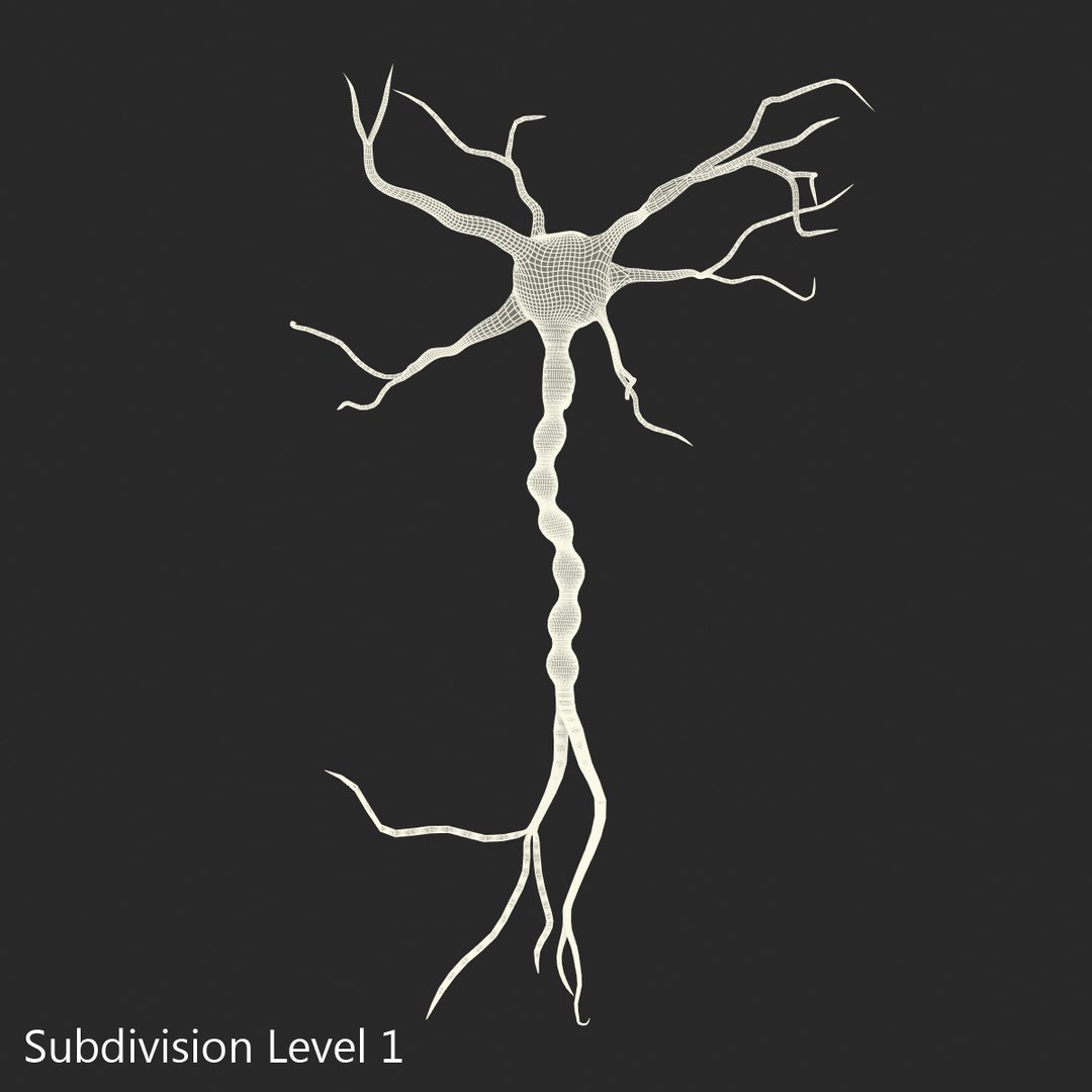 Neuron Neuro 3d Max