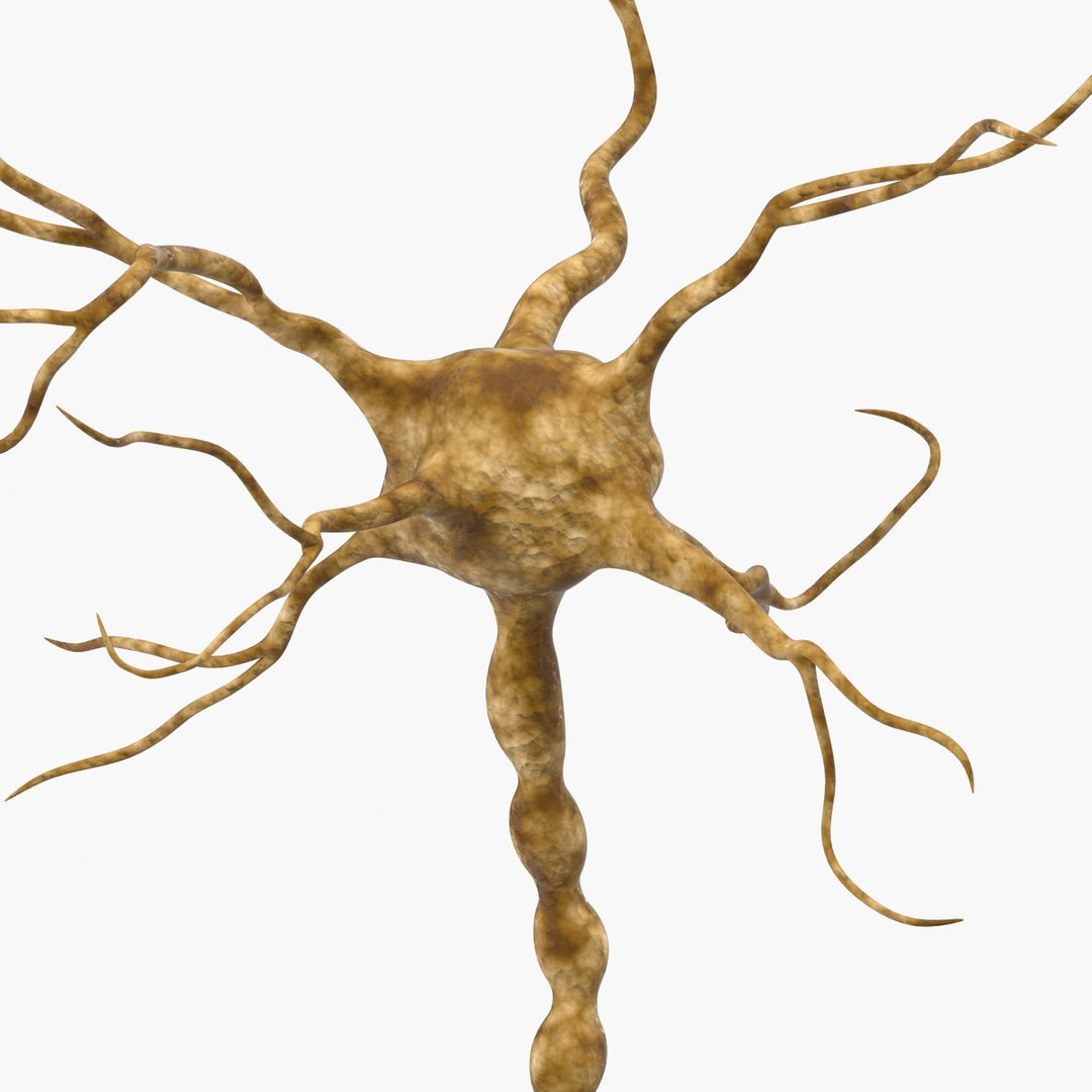 Neuron Neuro 3d Max