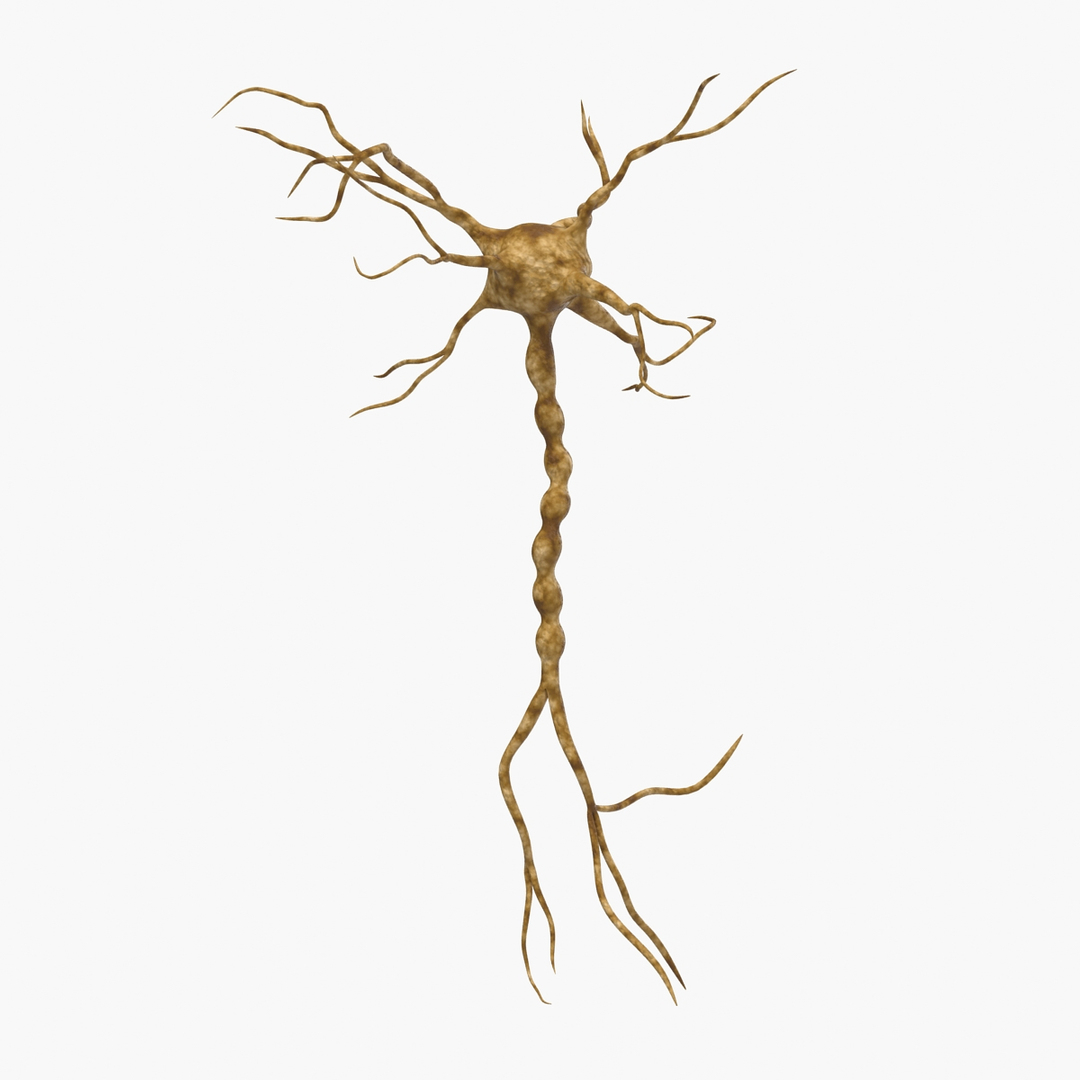 neuron neuro 3d max