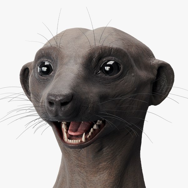 3D модель Сурикат - TurboSquid 2170881