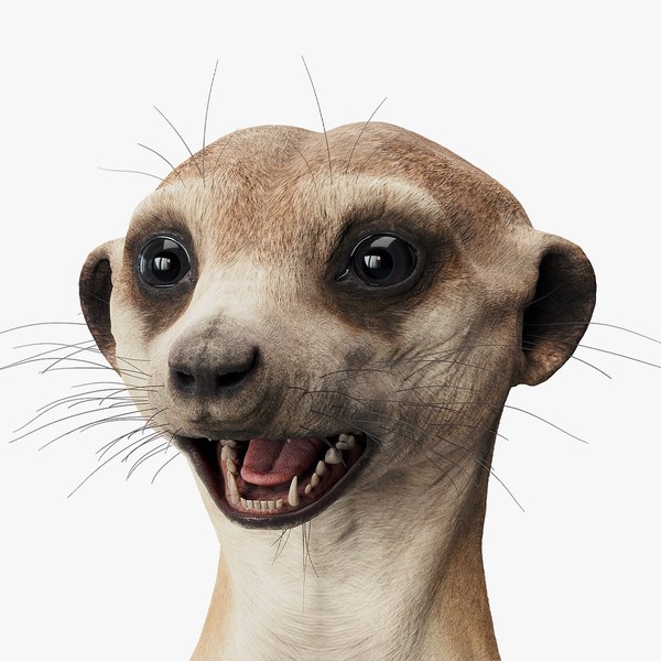 modelo 3d suricata - TurboSquid 2170881