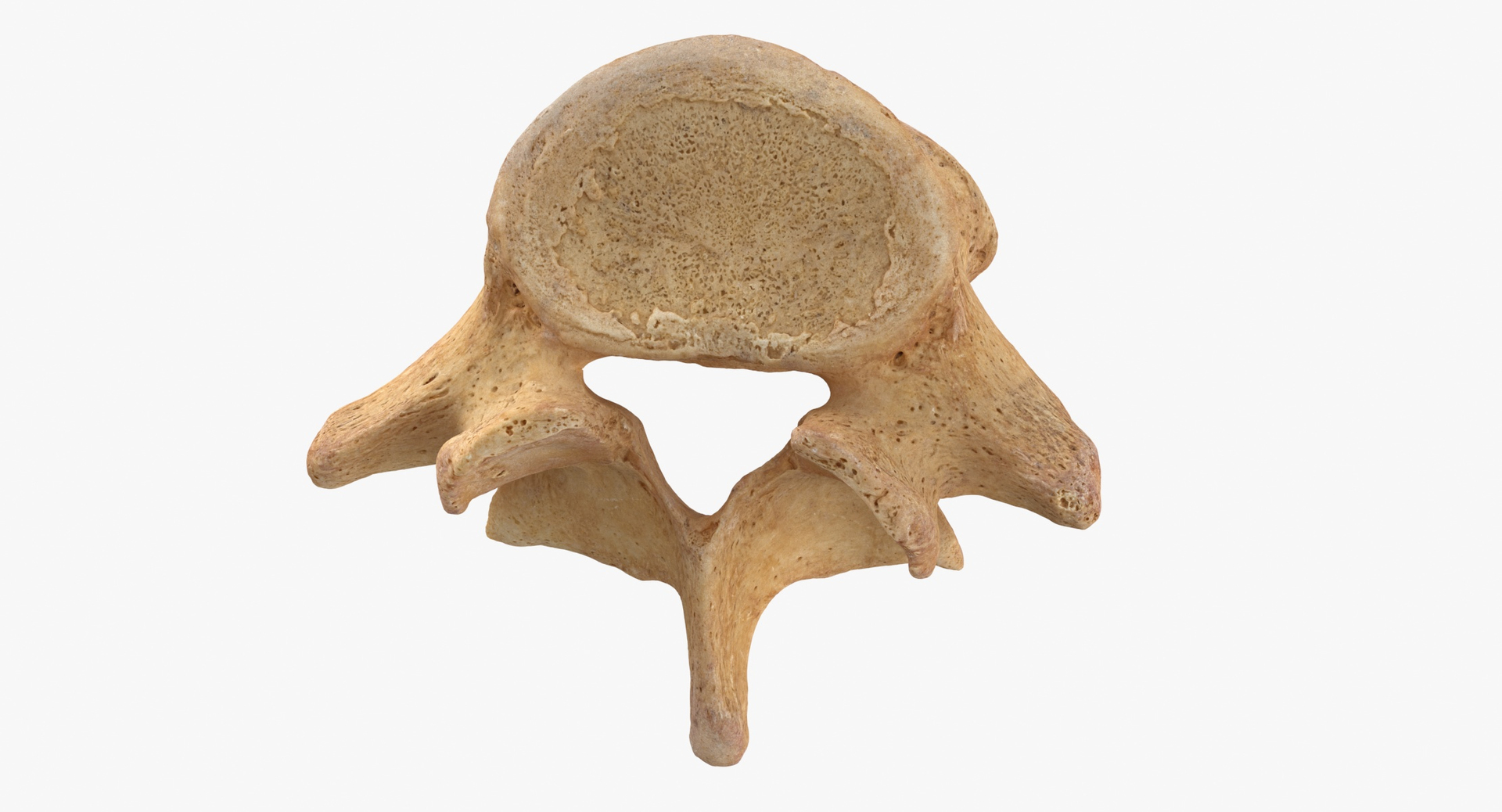 Lumbar Vertebrae L1 L5 Model - TurboSquid 1591551