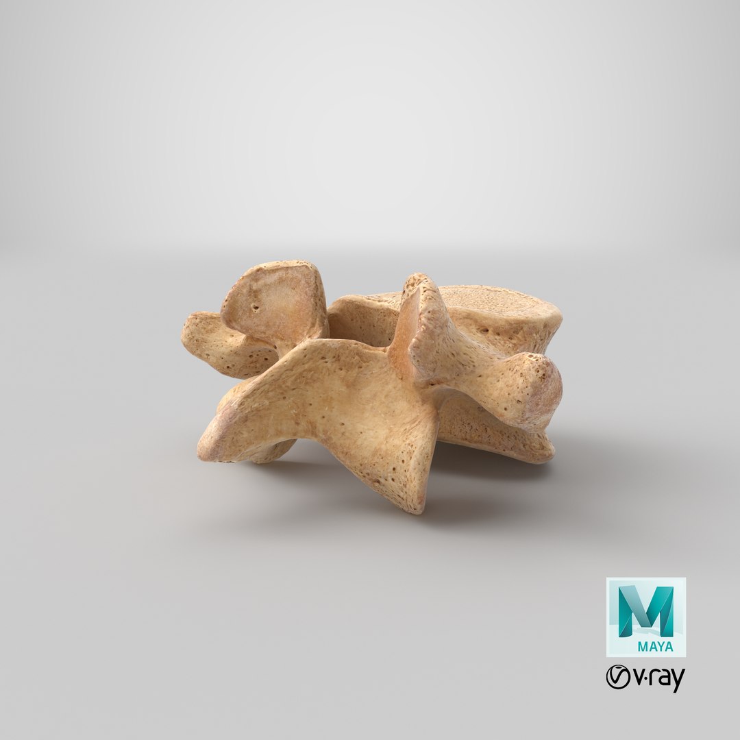 Lumbar Vertebrae L1 L5 Model - TurboSquid 1591551