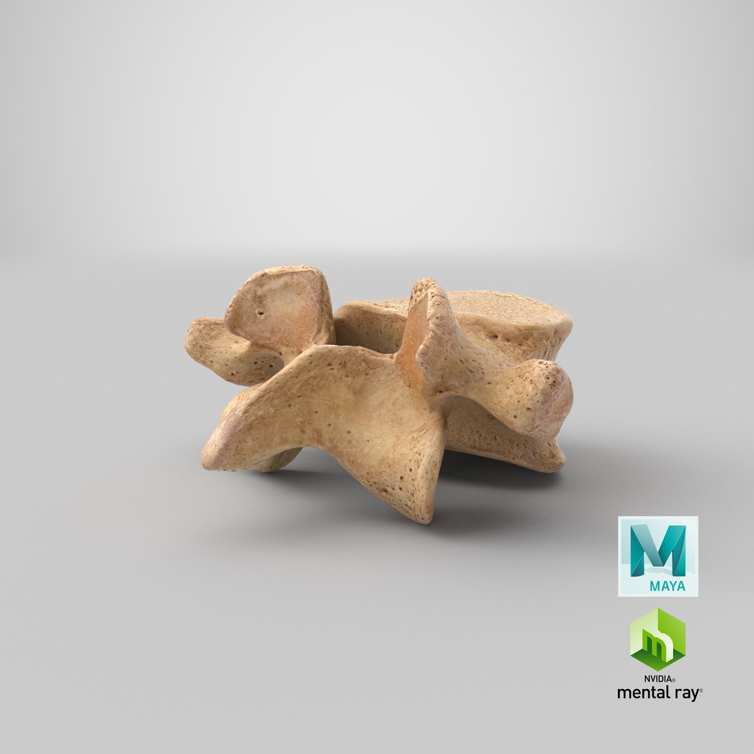 Lumbar Vertebrae L1 L5 Model - TurboSquid 1591551