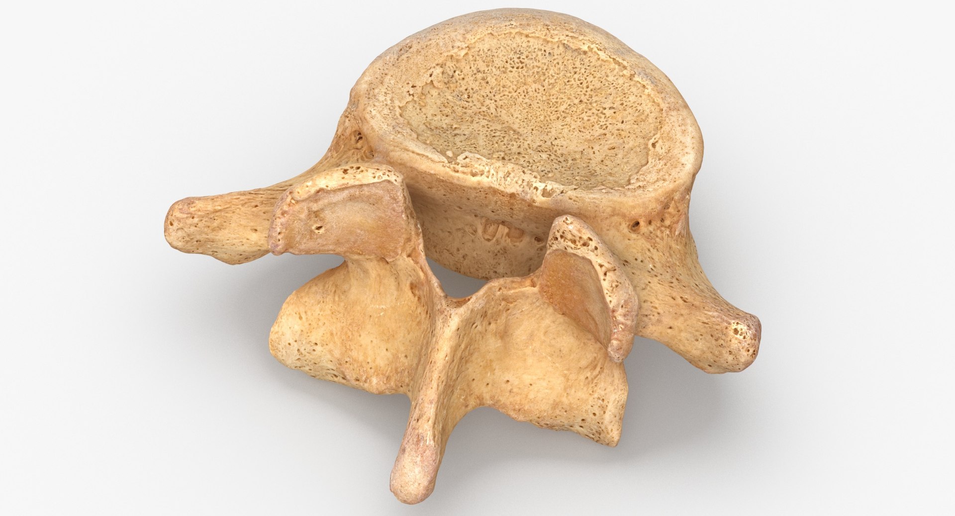 Lumbar Vertebrae L1 L5 Model - TurboSquid 1591551