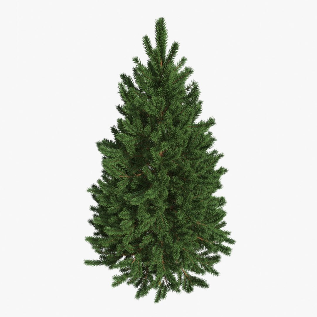 3D Fir Tree - TurboSquid 1214858