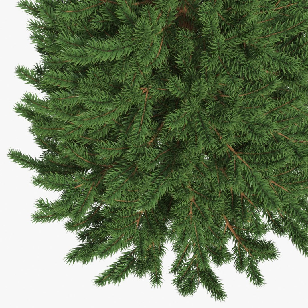3D Fir Tree - TurboSquid 1214858