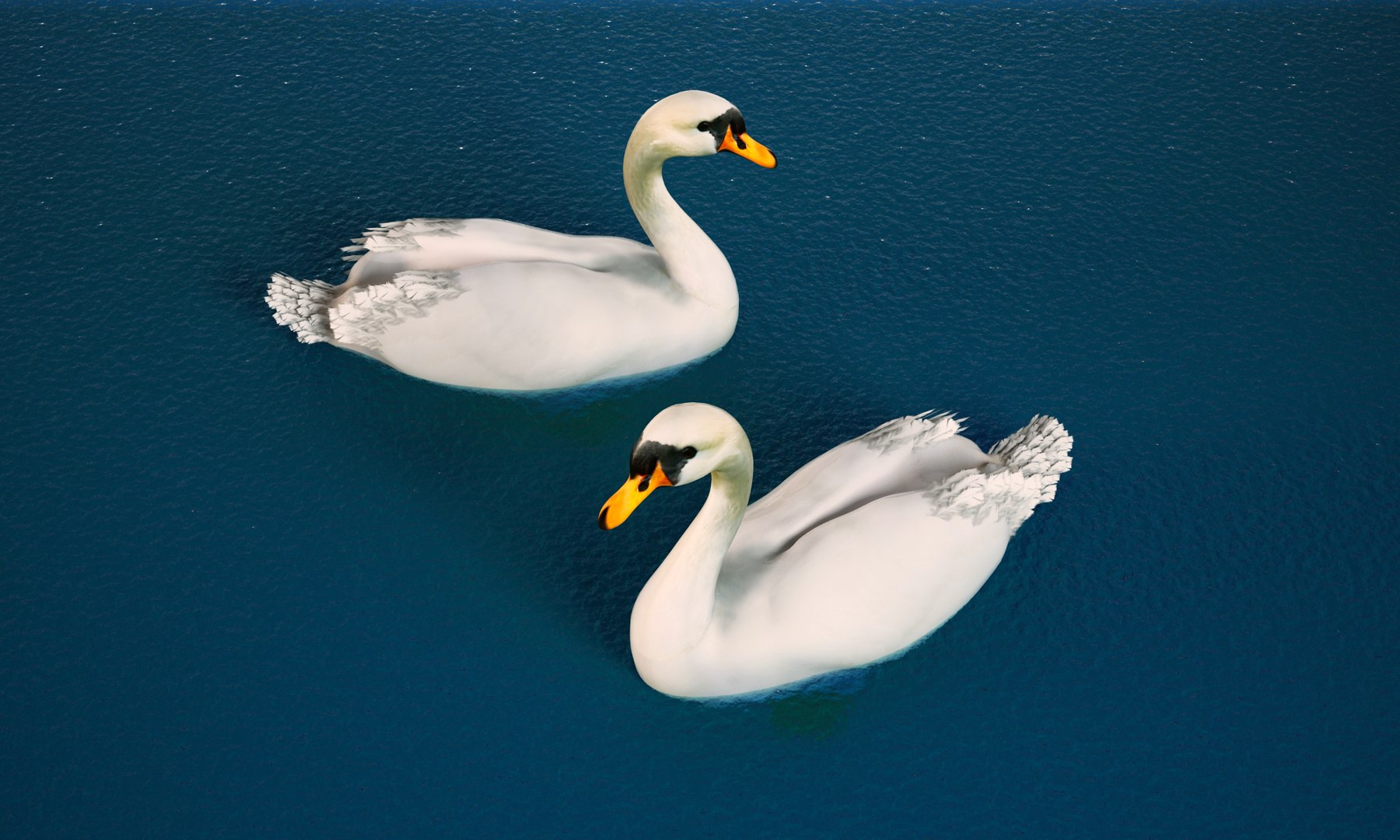 3D Swan White - TurboSquid 1461749