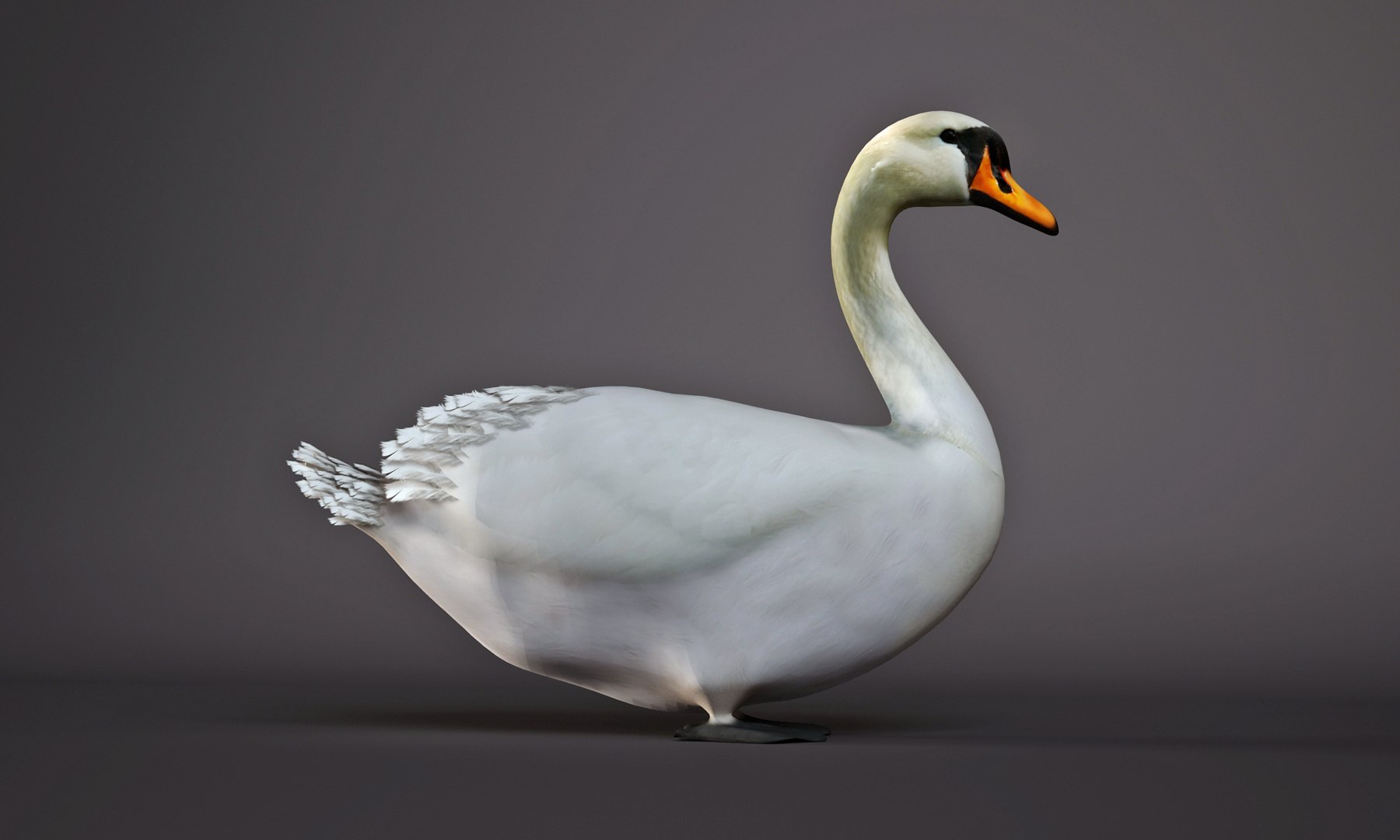 3D Swan White - TurboSquid 1461749