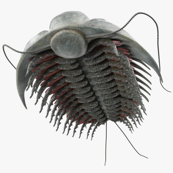 Trilobite 3D Models for Download | TurboSquid