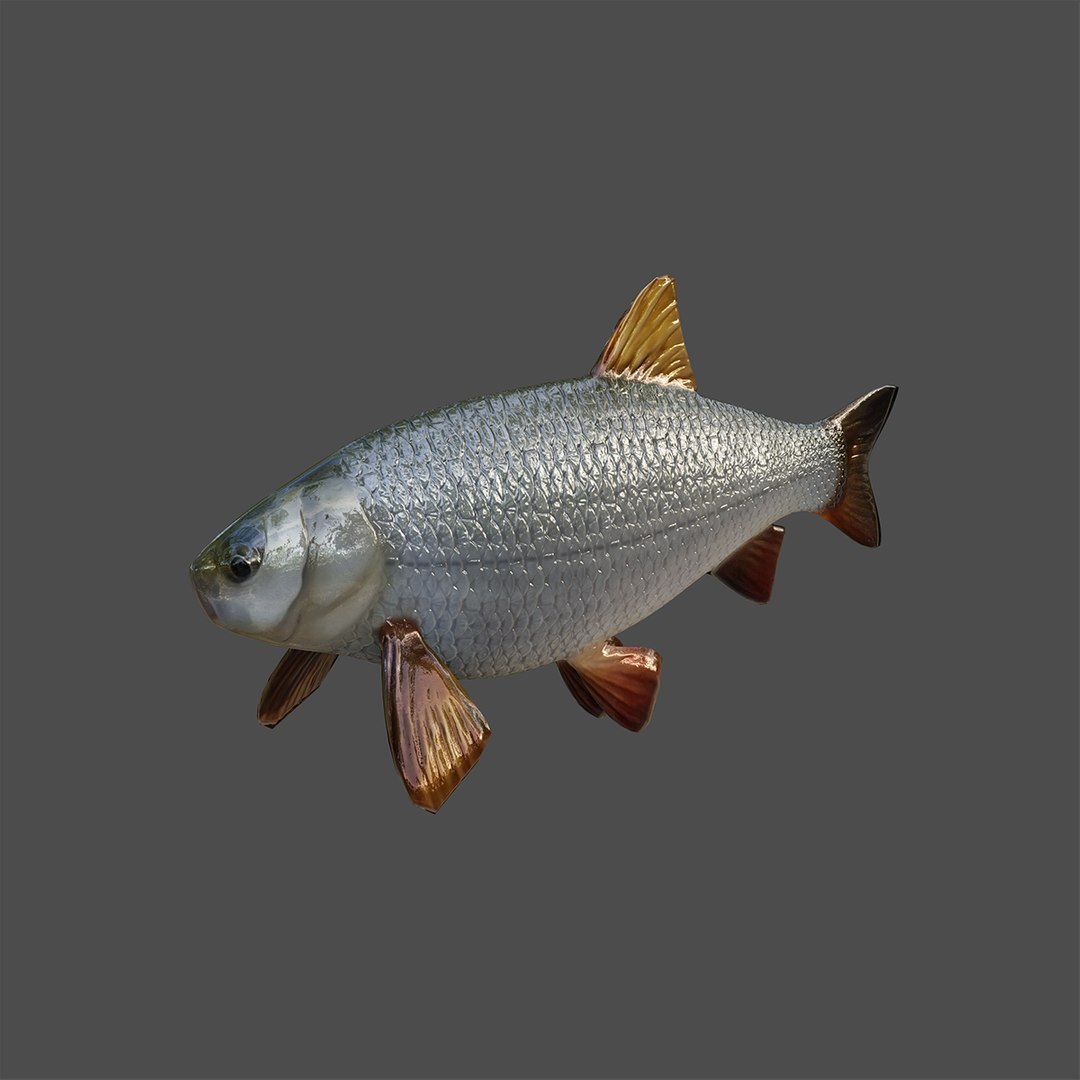 Ide Fish Animations 3D Model - TurboSquid 1578479
