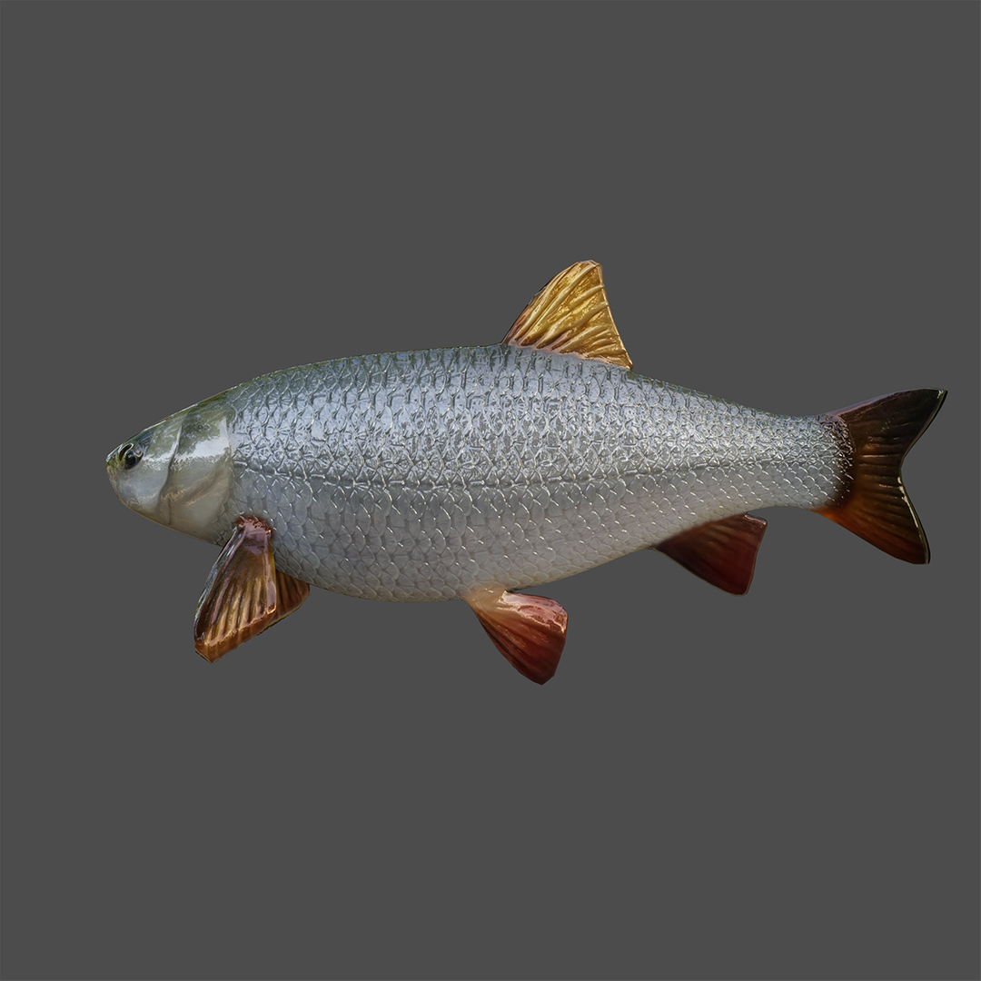 Ide Fish Animations 3D Model - TurboSquid 1578479