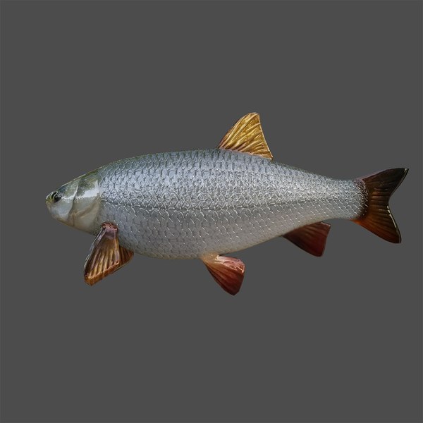 Ide fish animations 3D model - TurboSquid 1578479