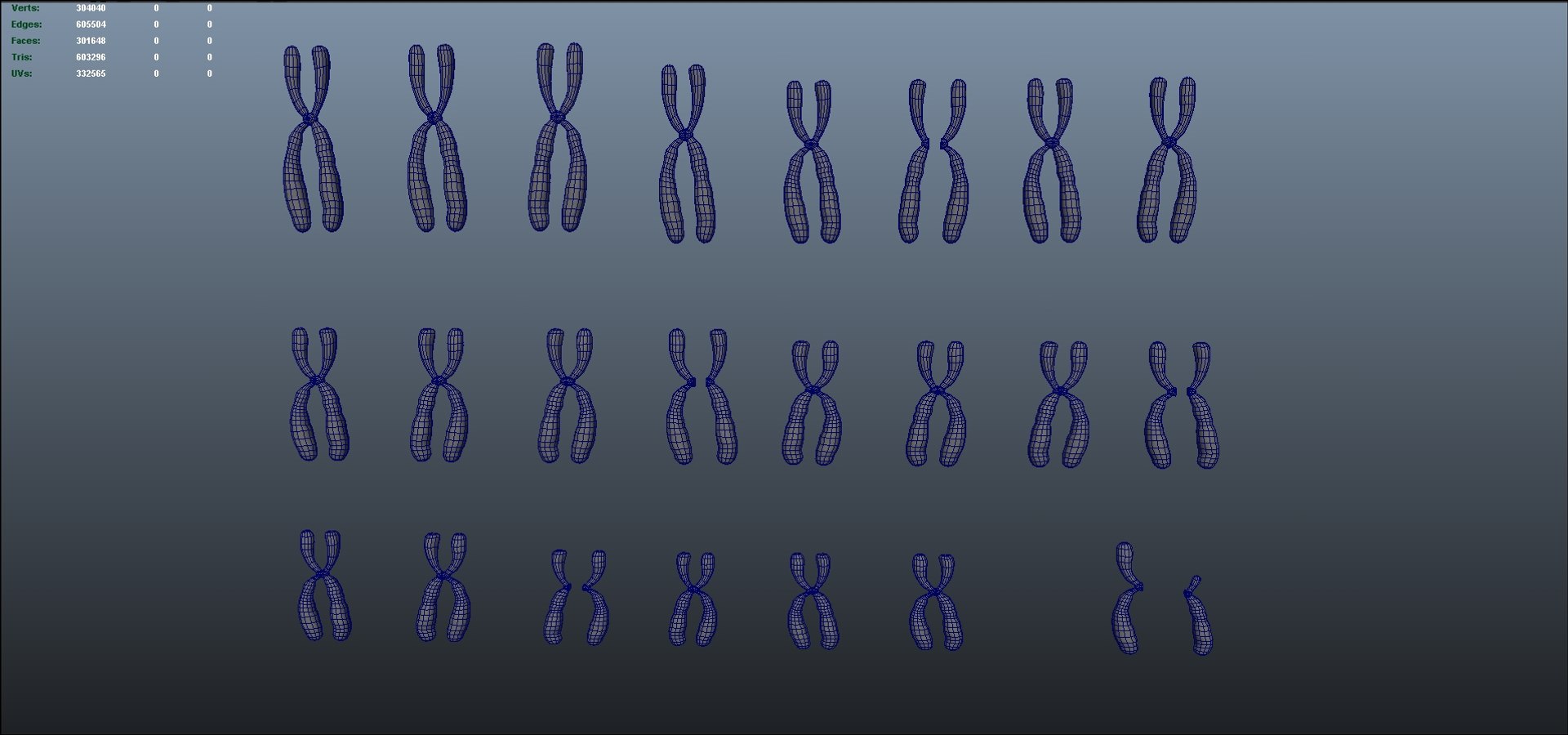 Humans Chromosomes Model - TurboSquid 1261523