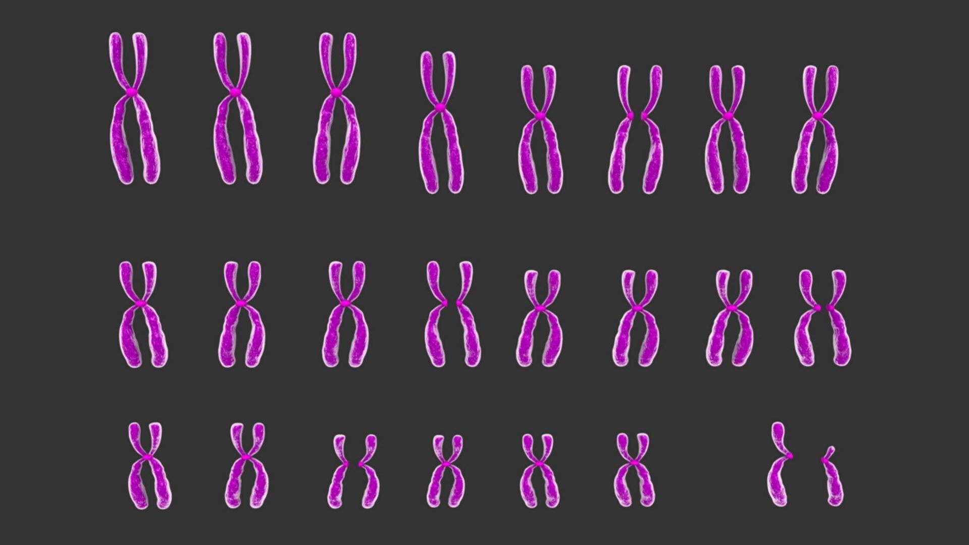 Humans Chromosomes Model - TurboSquid 1261523