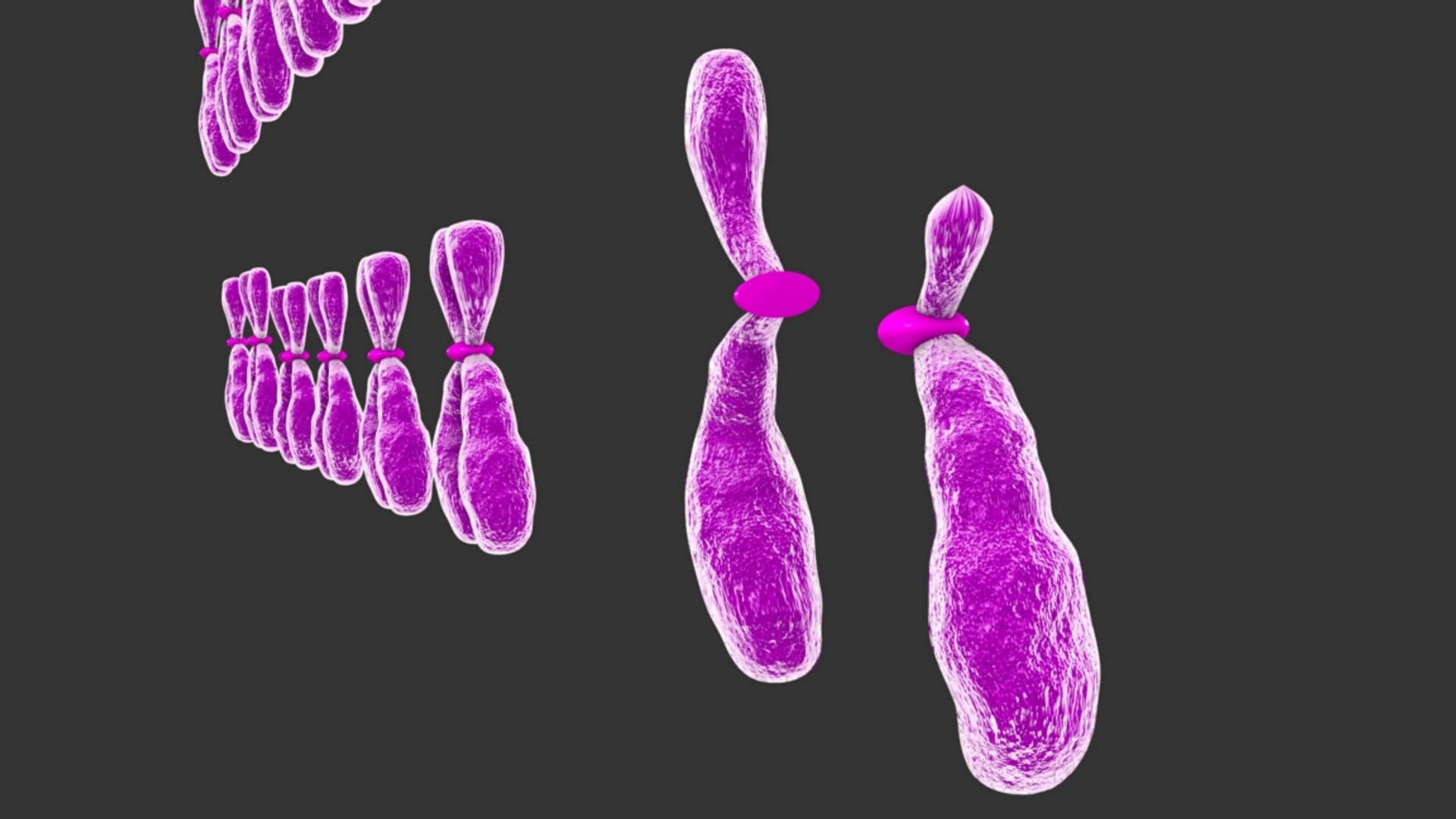 Humans Chromosomes Model - TurboSquid 1261523