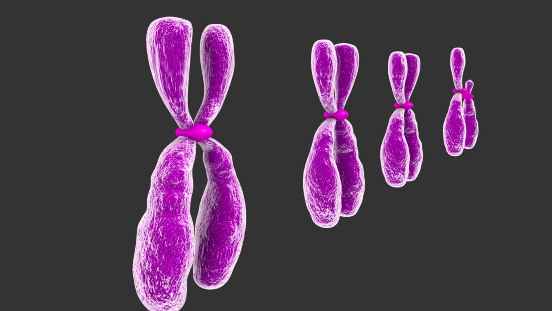 Humans Chromosomes Model - TurboSquid 1261523