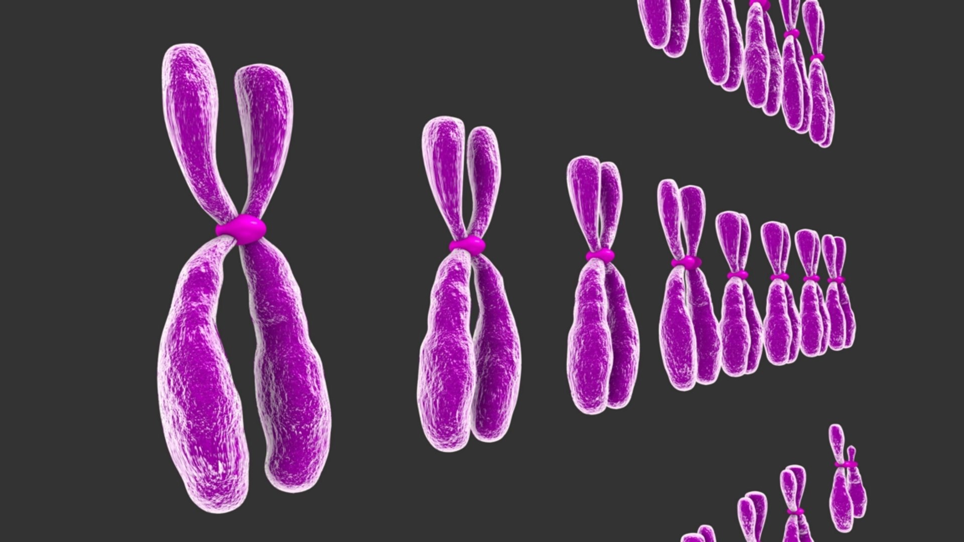 Humans Chromosomes Model - TurboSquid 1261523