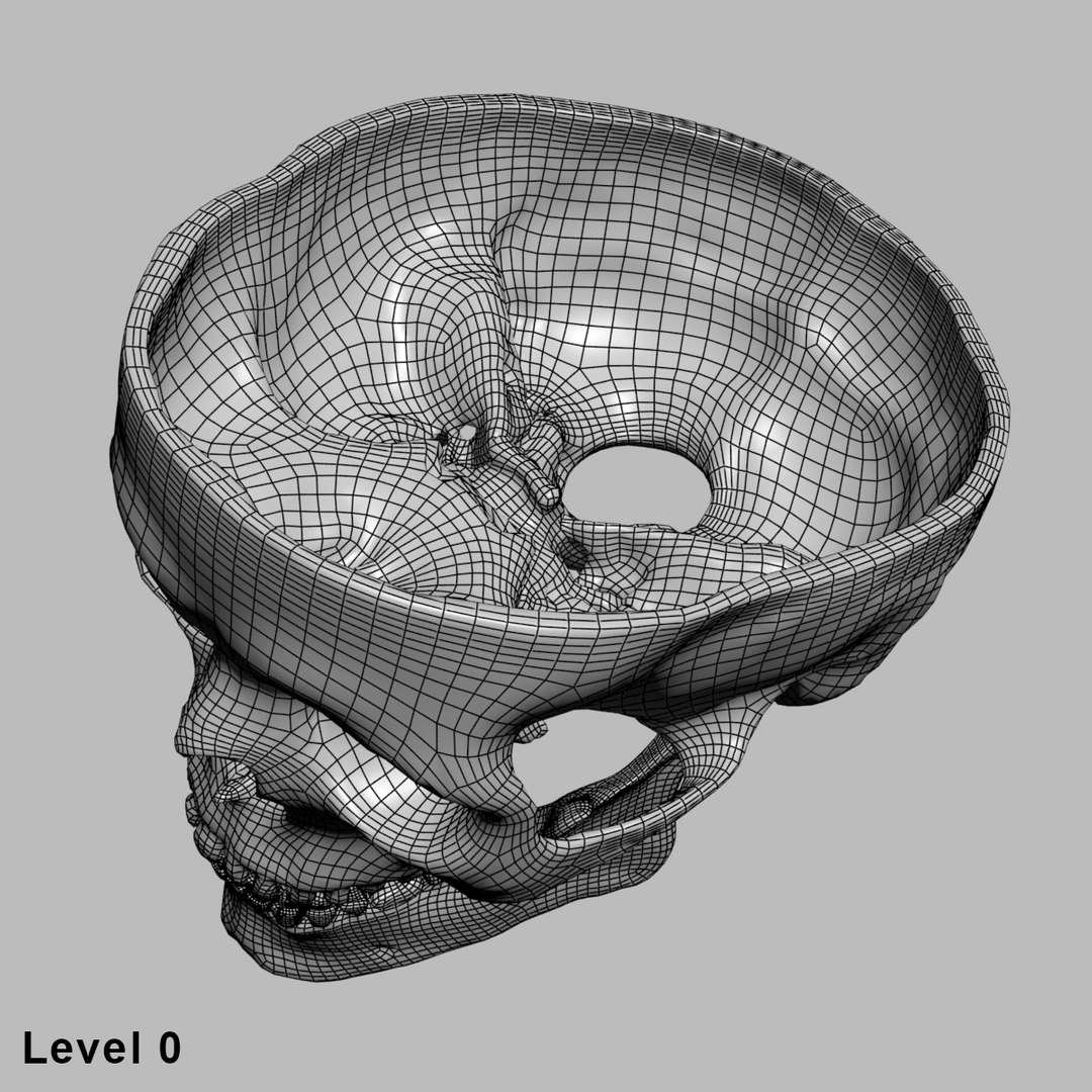 3d model human skull interior