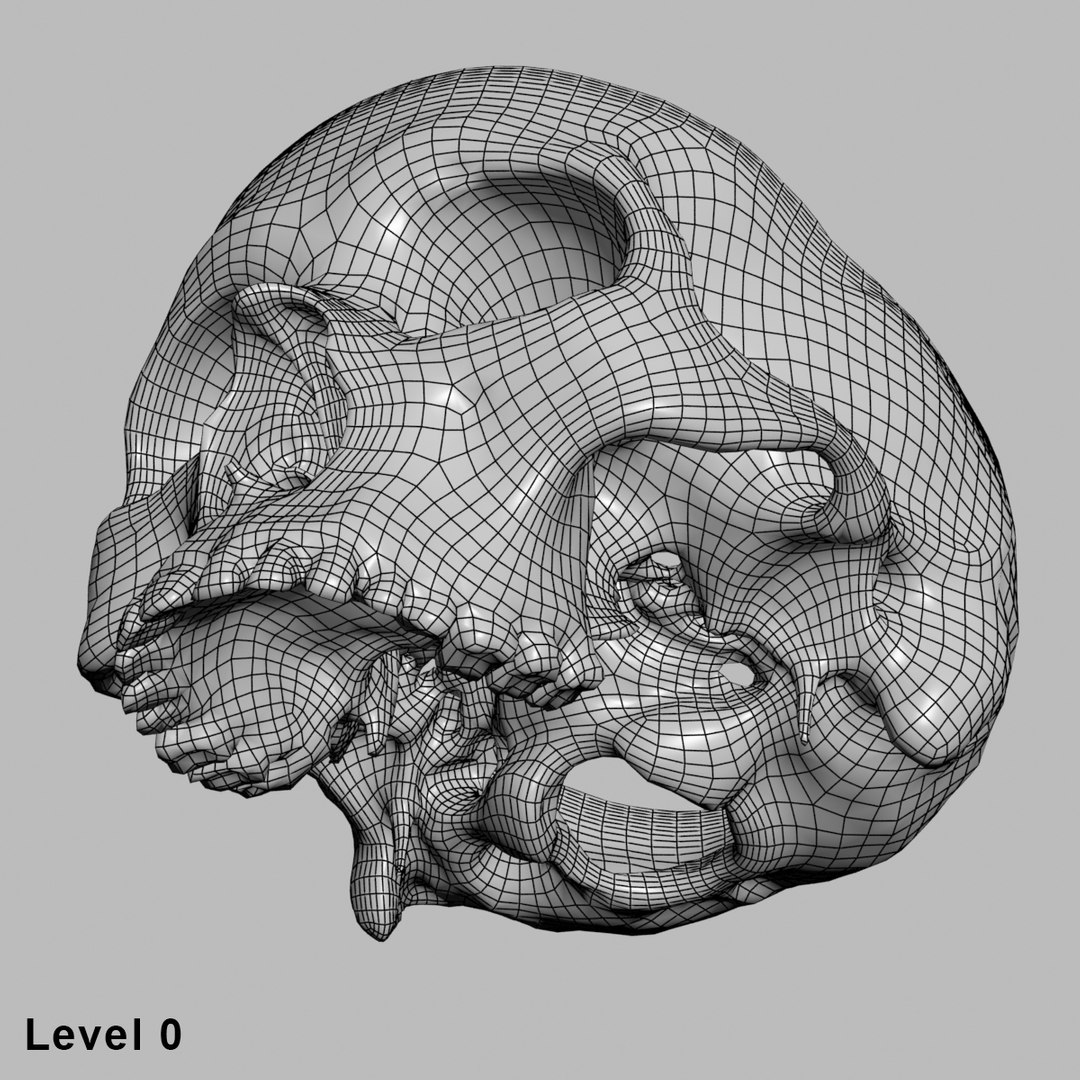 3d model human skull interior