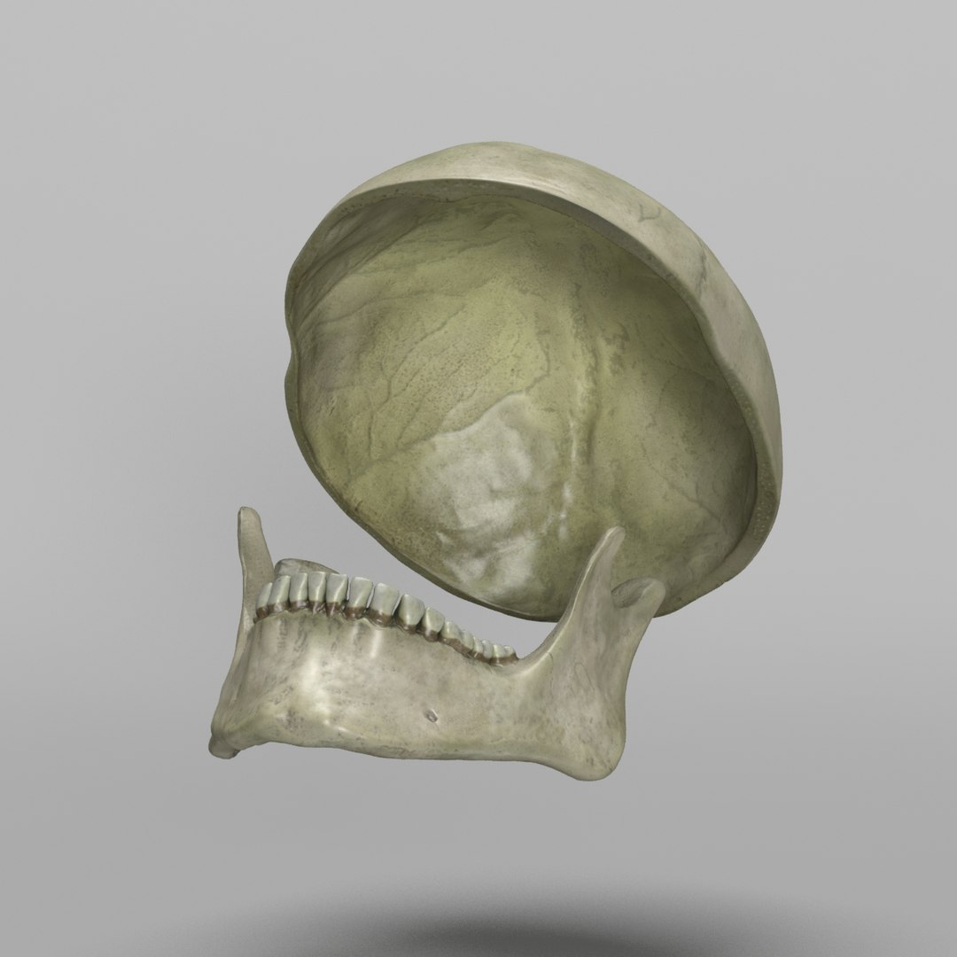 3d model human skull interior