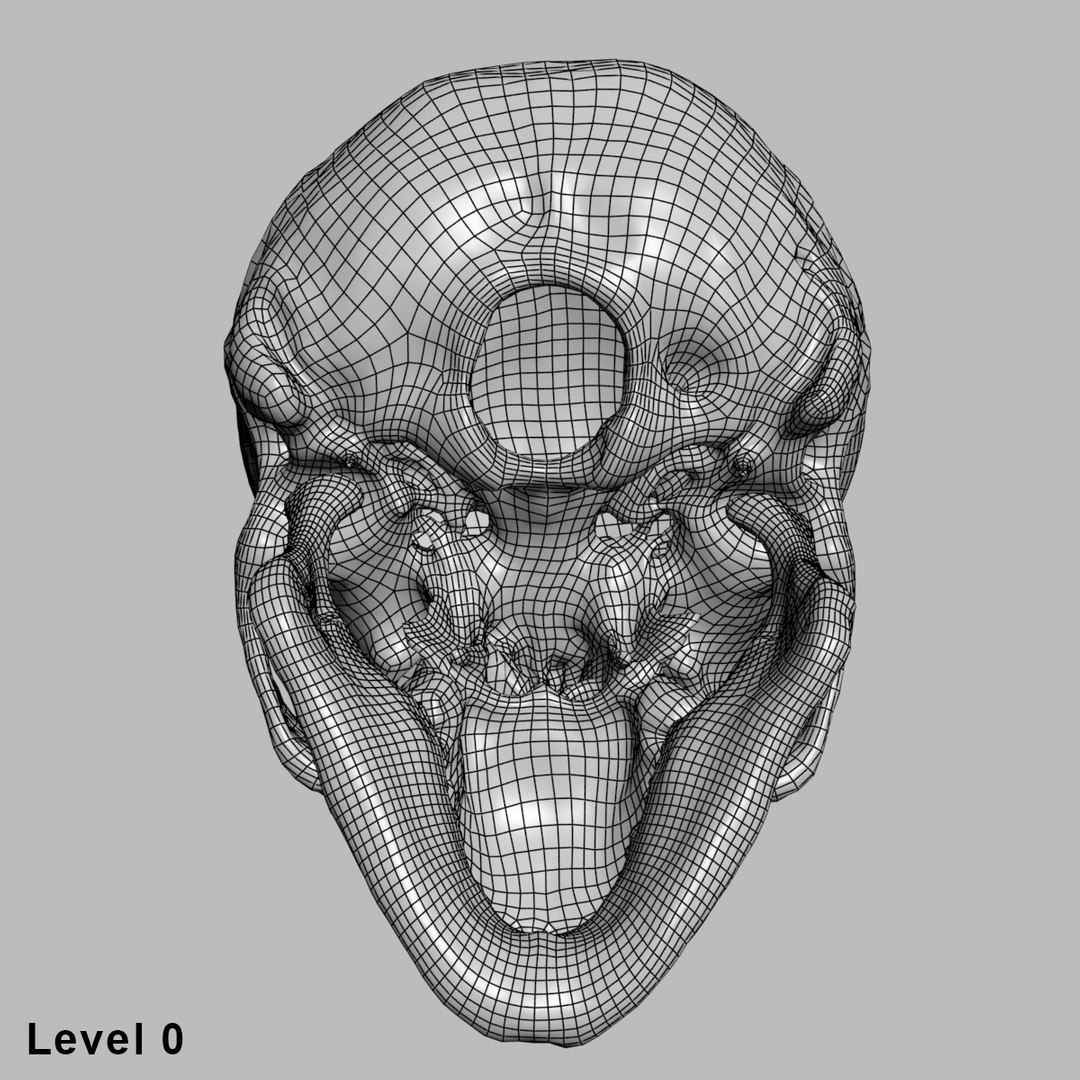 3d model human skull interior