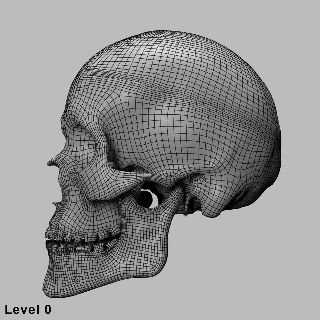 3d model human skull interior