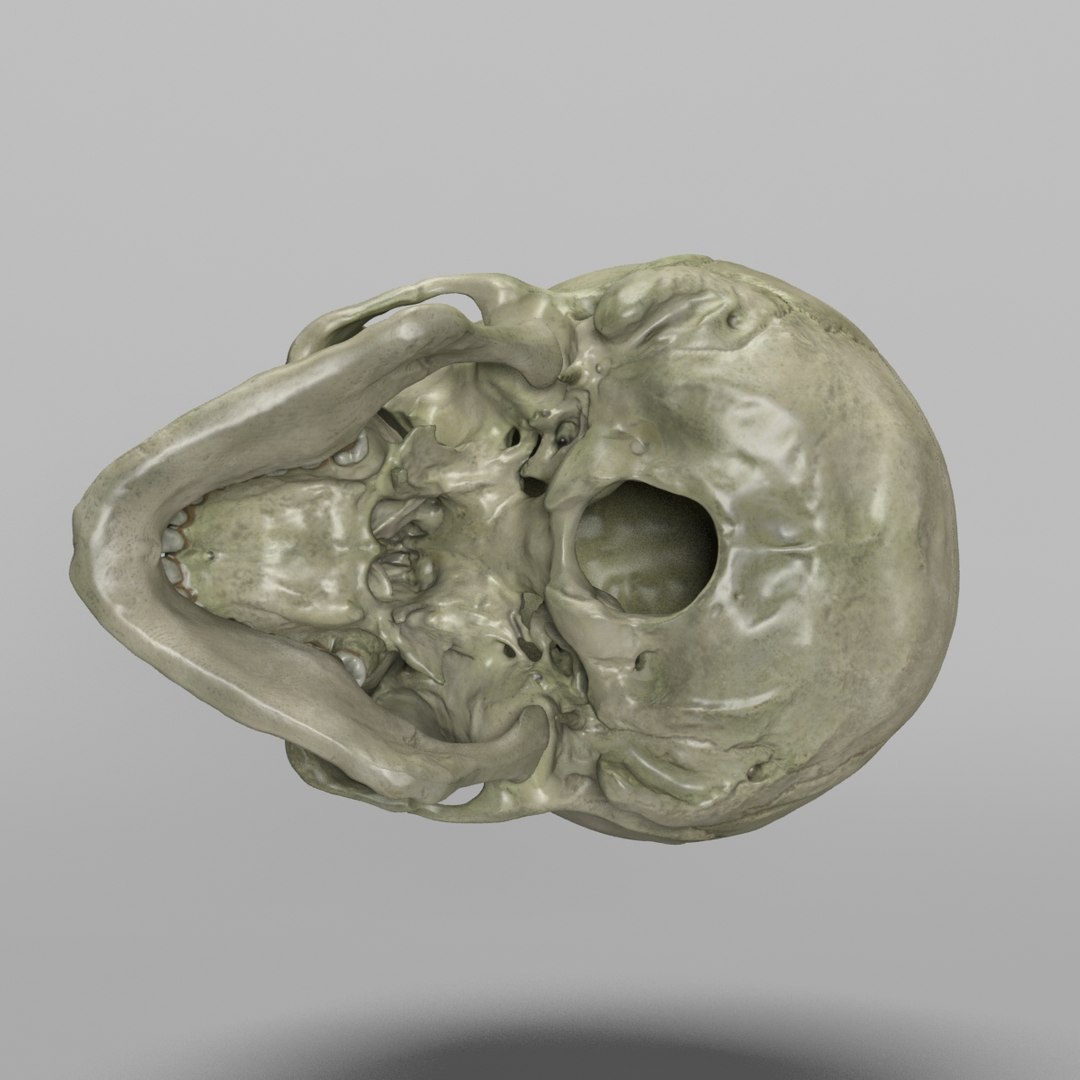 3d model human skull interior